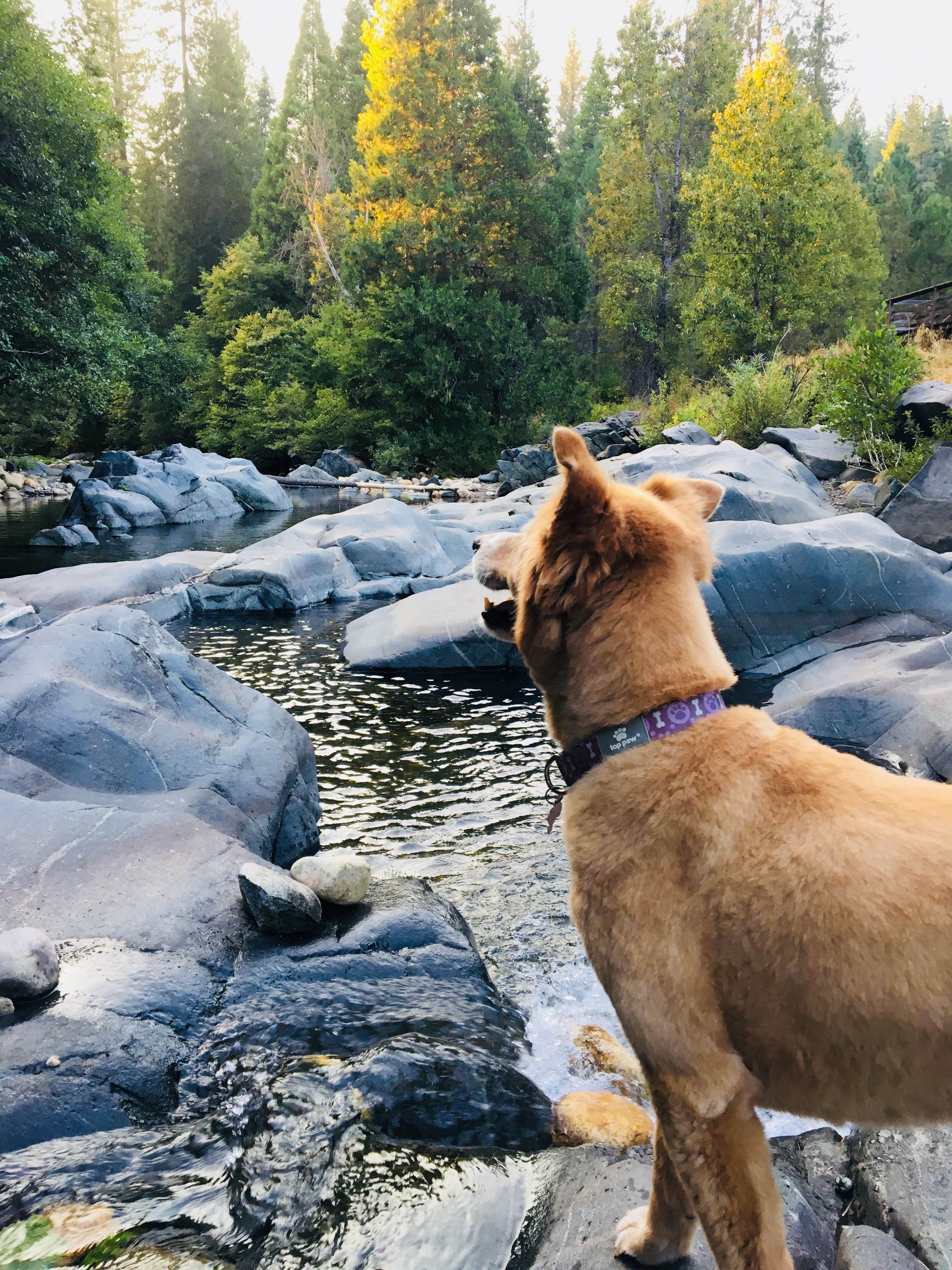 Pipi Campground | Grizzly Flats, California
