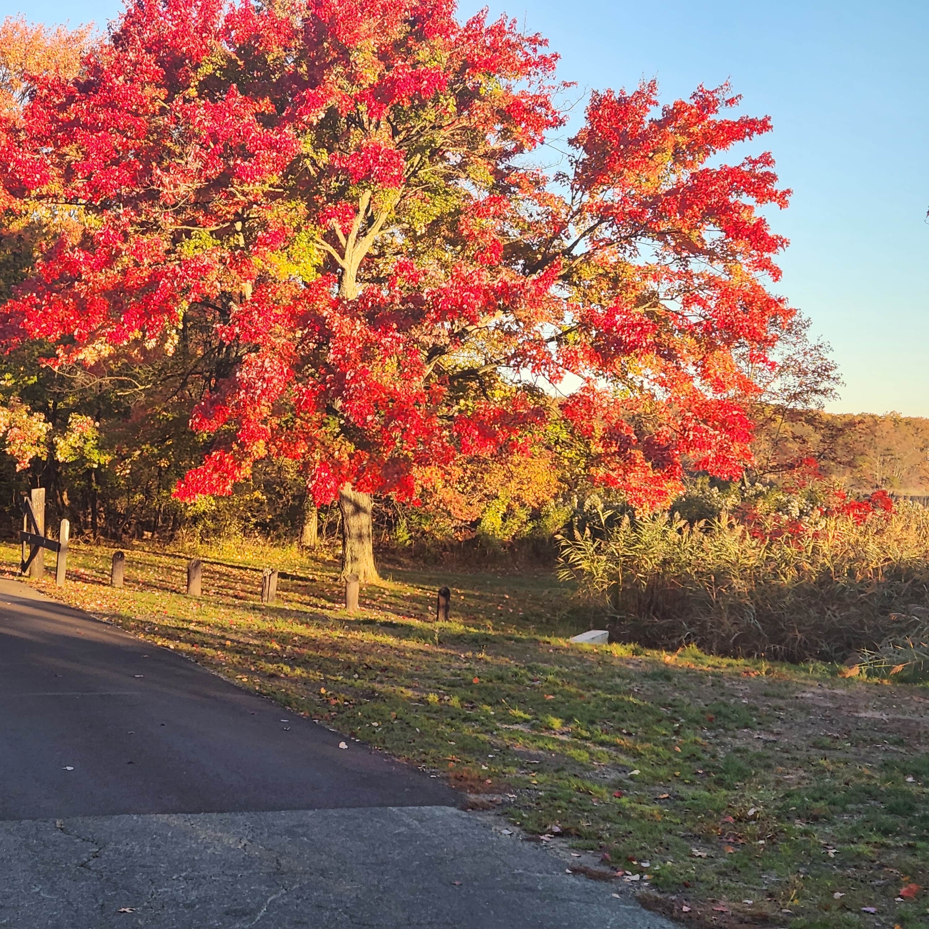 Cheesequake State Park Campground | Matawan, New Jersey