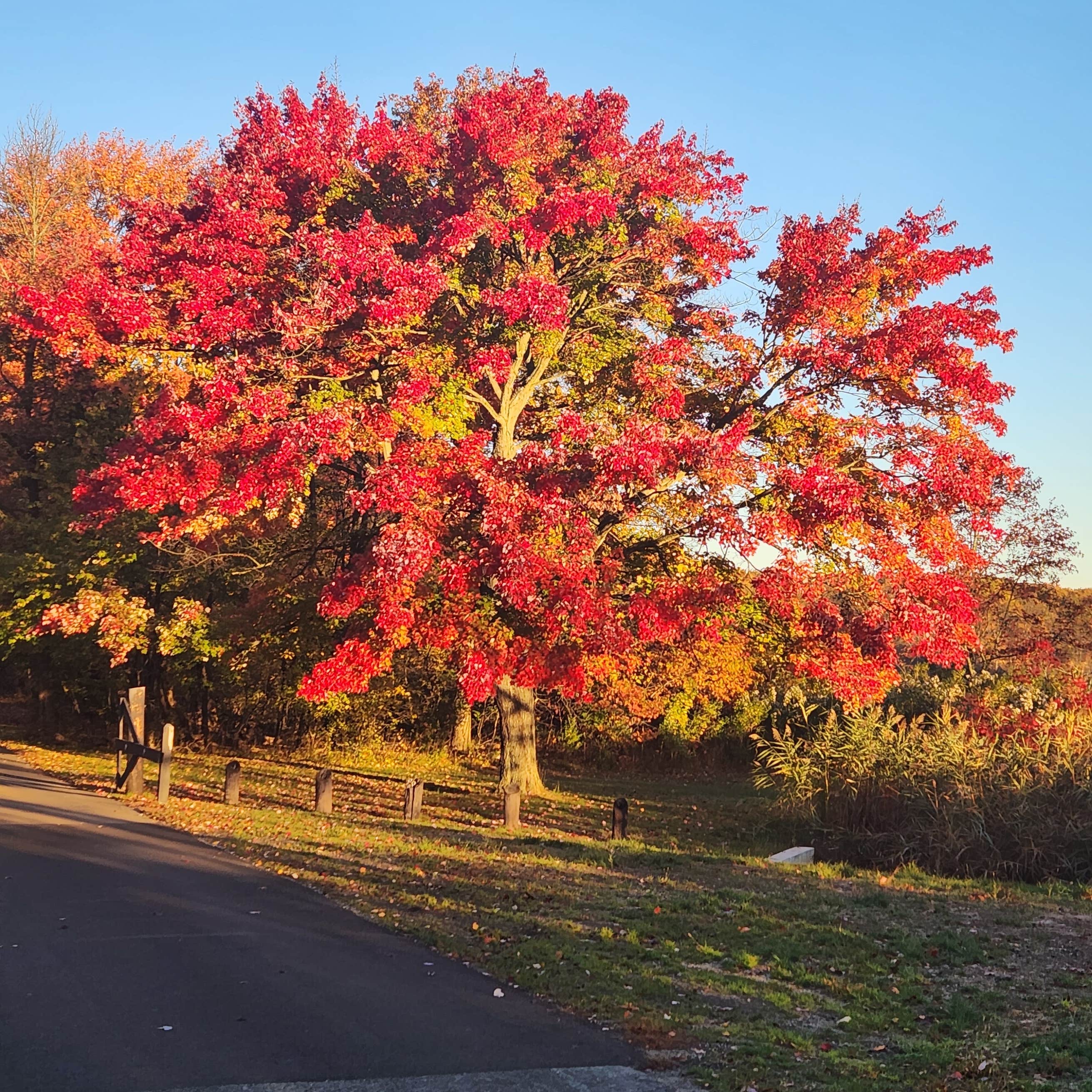 Cheesequake State Park Campground | Matawan, NJ