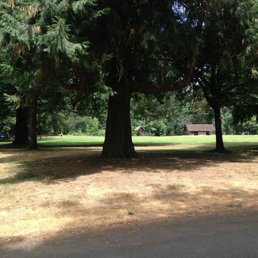 Armitage Park & Campground - a Lane County Park Camping | The Dyrt