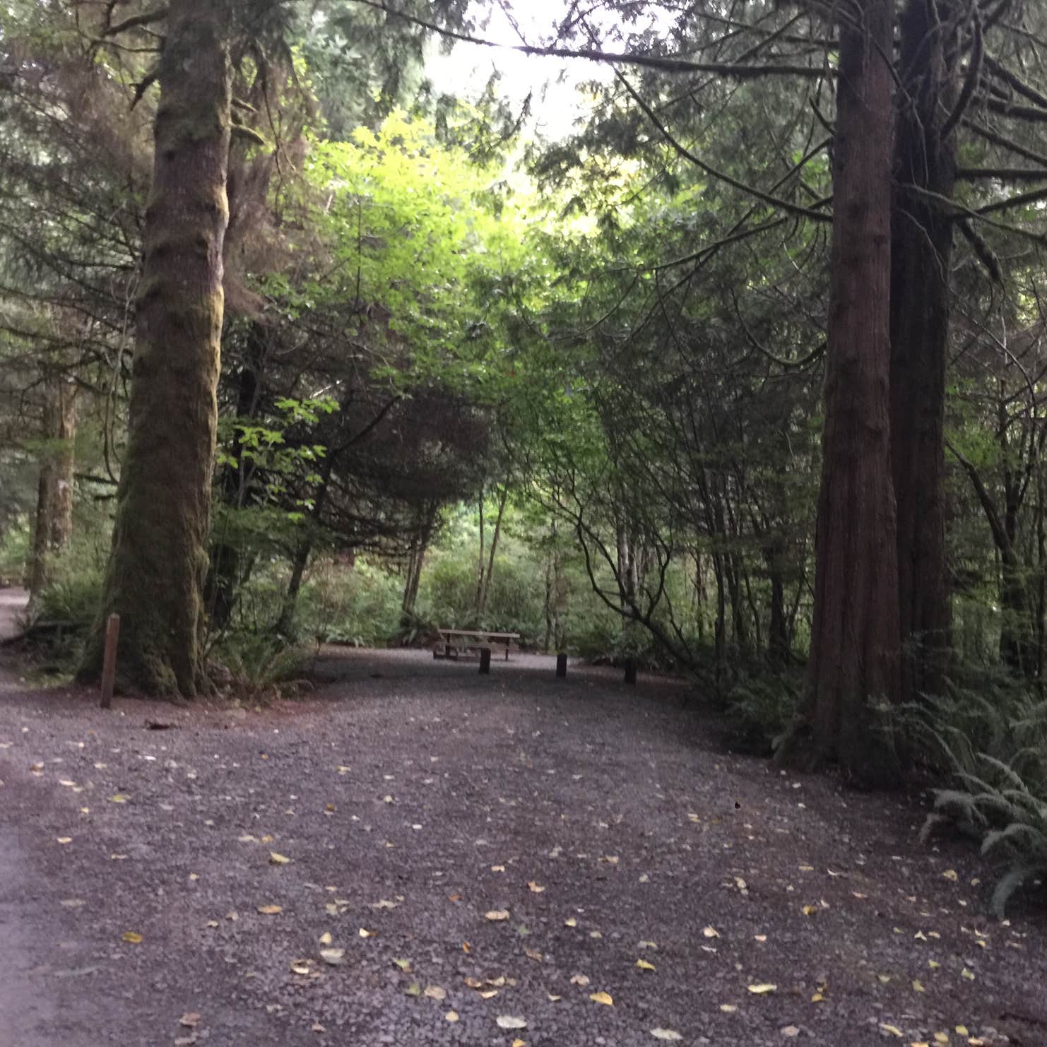 Tillamook State Forest Nehalem Falls Campground | Nehalem, OR