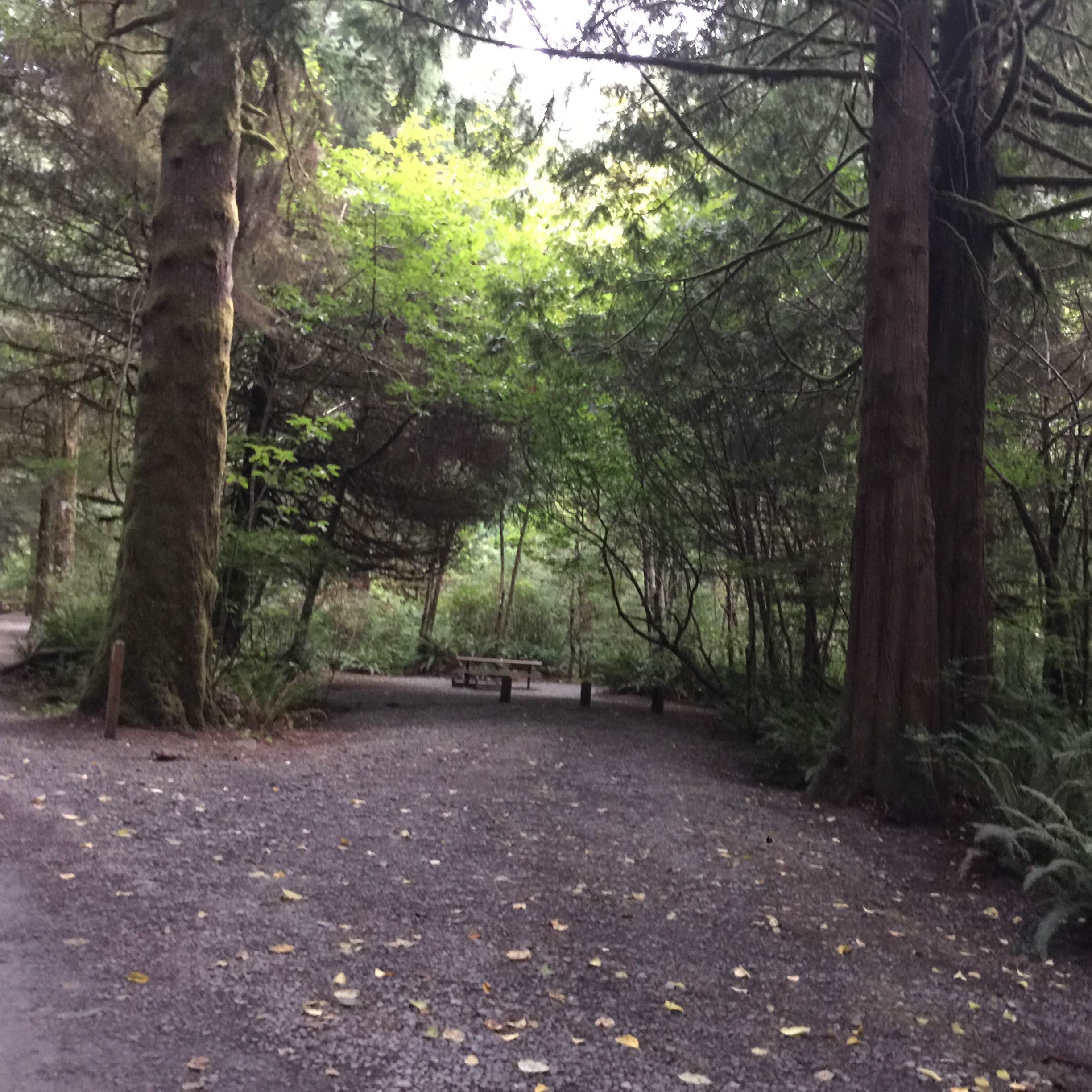 Tillamook State Forest Nehalem Falls Campground | Nehalem, OR