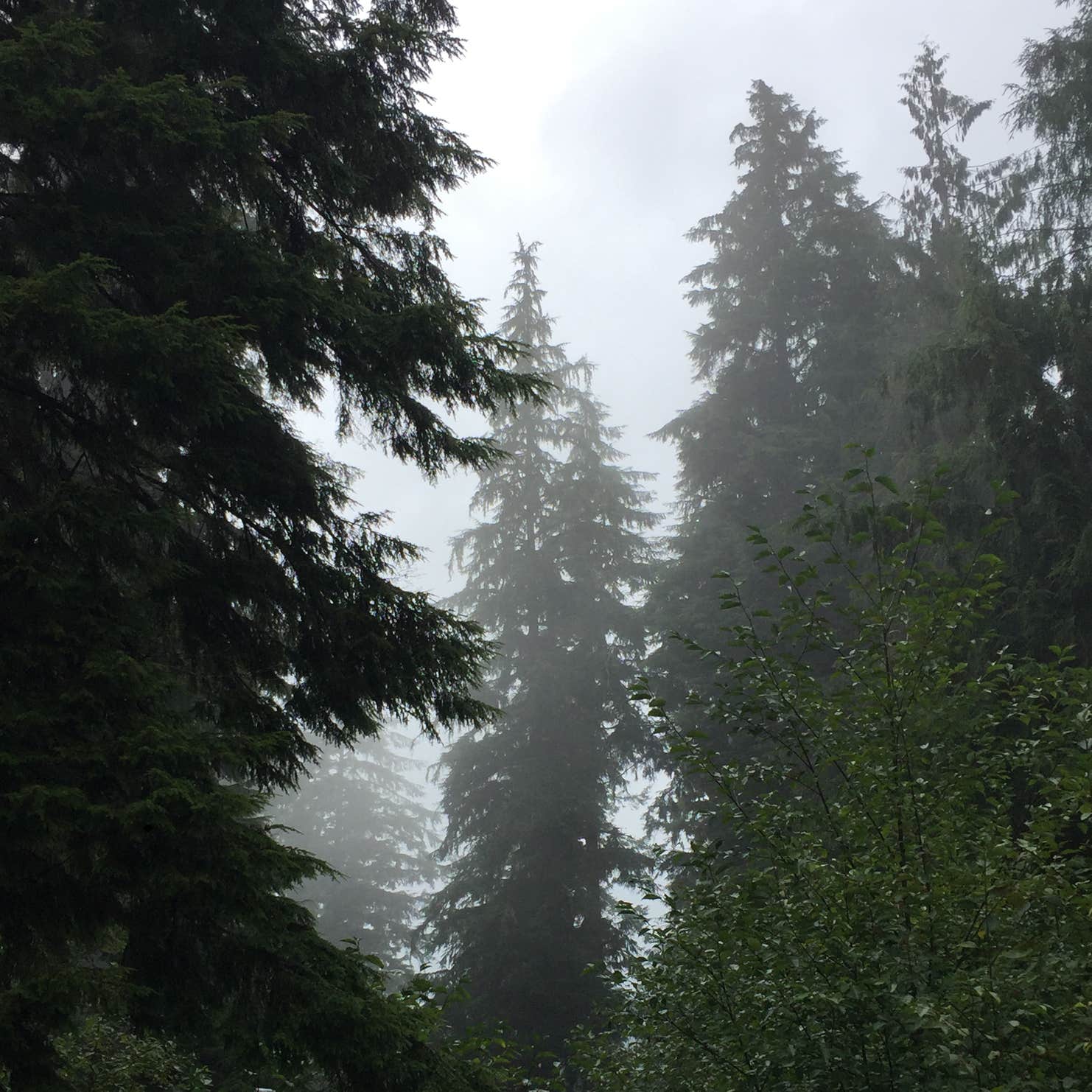 Tillamook State Forest Nehalem Falls Campground | Tillamook State ...