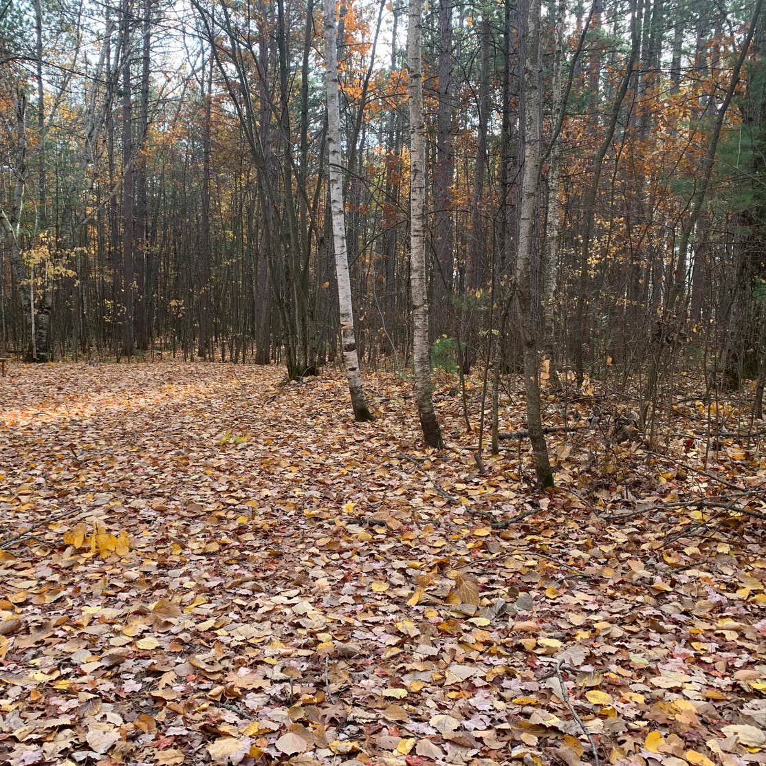 Northern Highlands American Legion State Forest - Firefly Lake Camping ...
