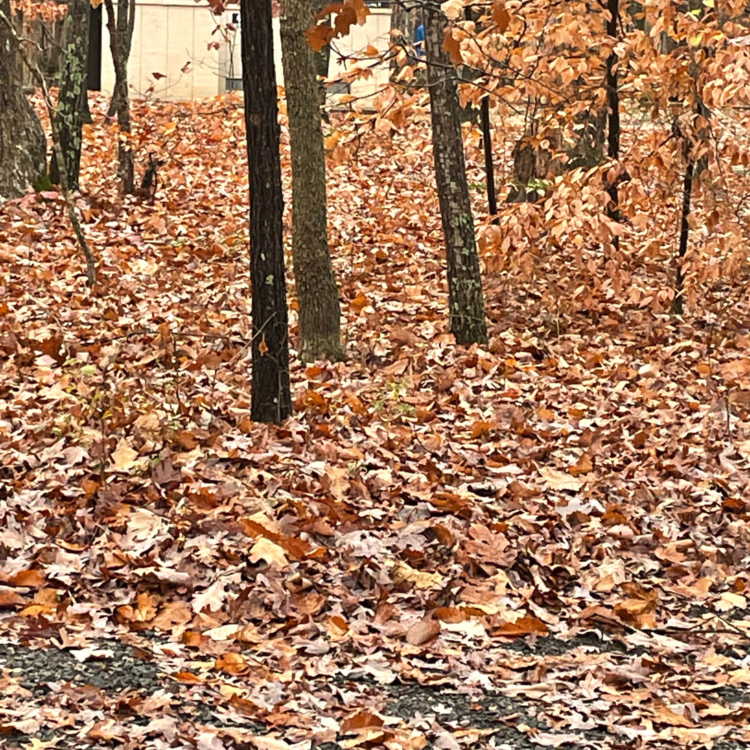 Oak Ridge Campground — Prince William Forest Park | Dumfries, Virginia