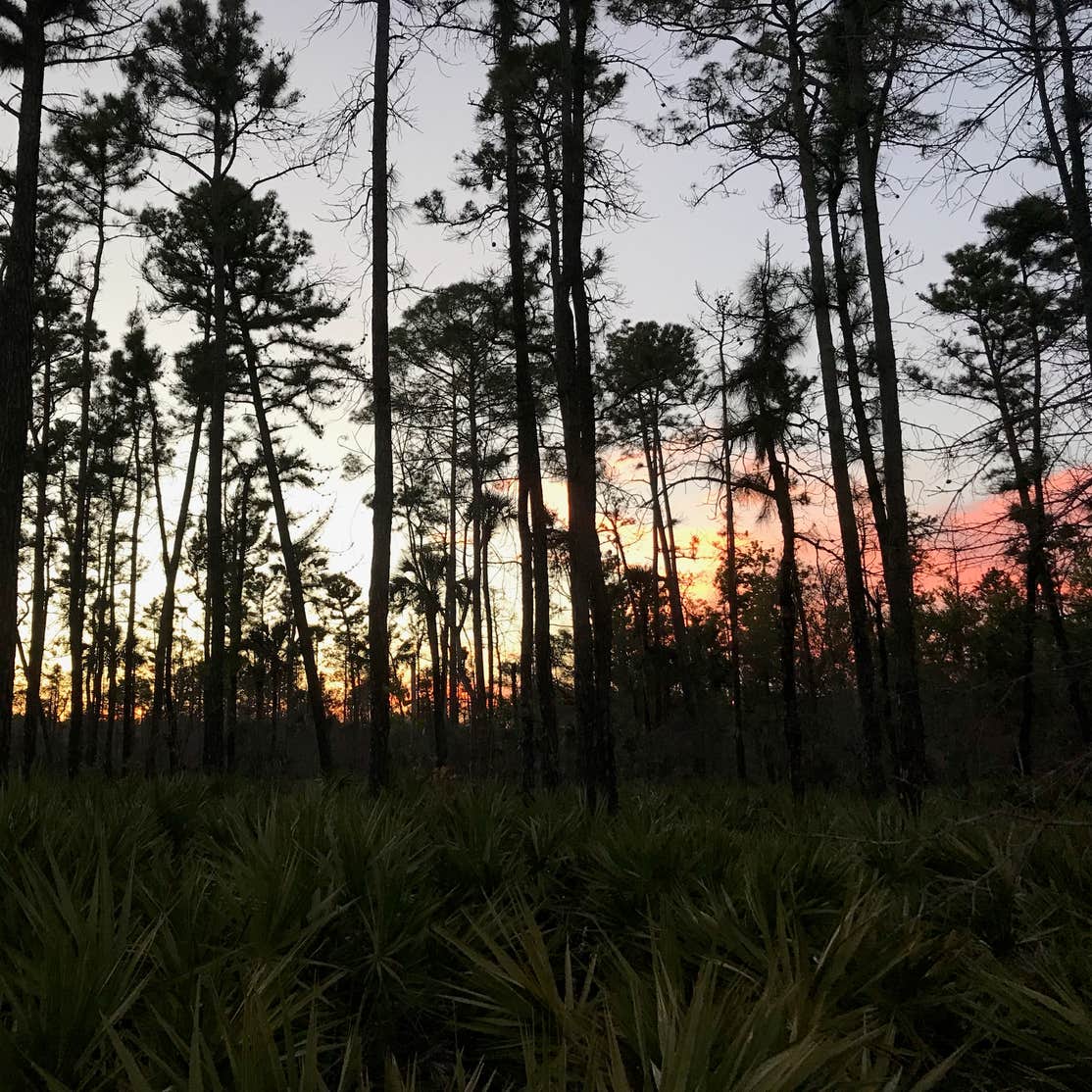 Hontoon Island State Park Campground | Orange City, Florida