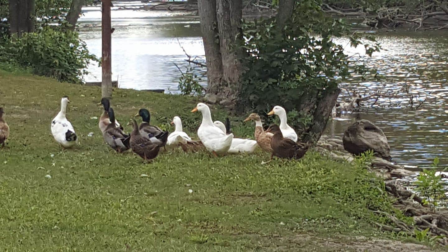 Maple River Campground | Pewamo, MI