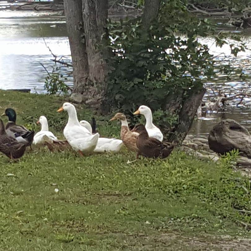 Maple River Campground | Pewamo, Michigan