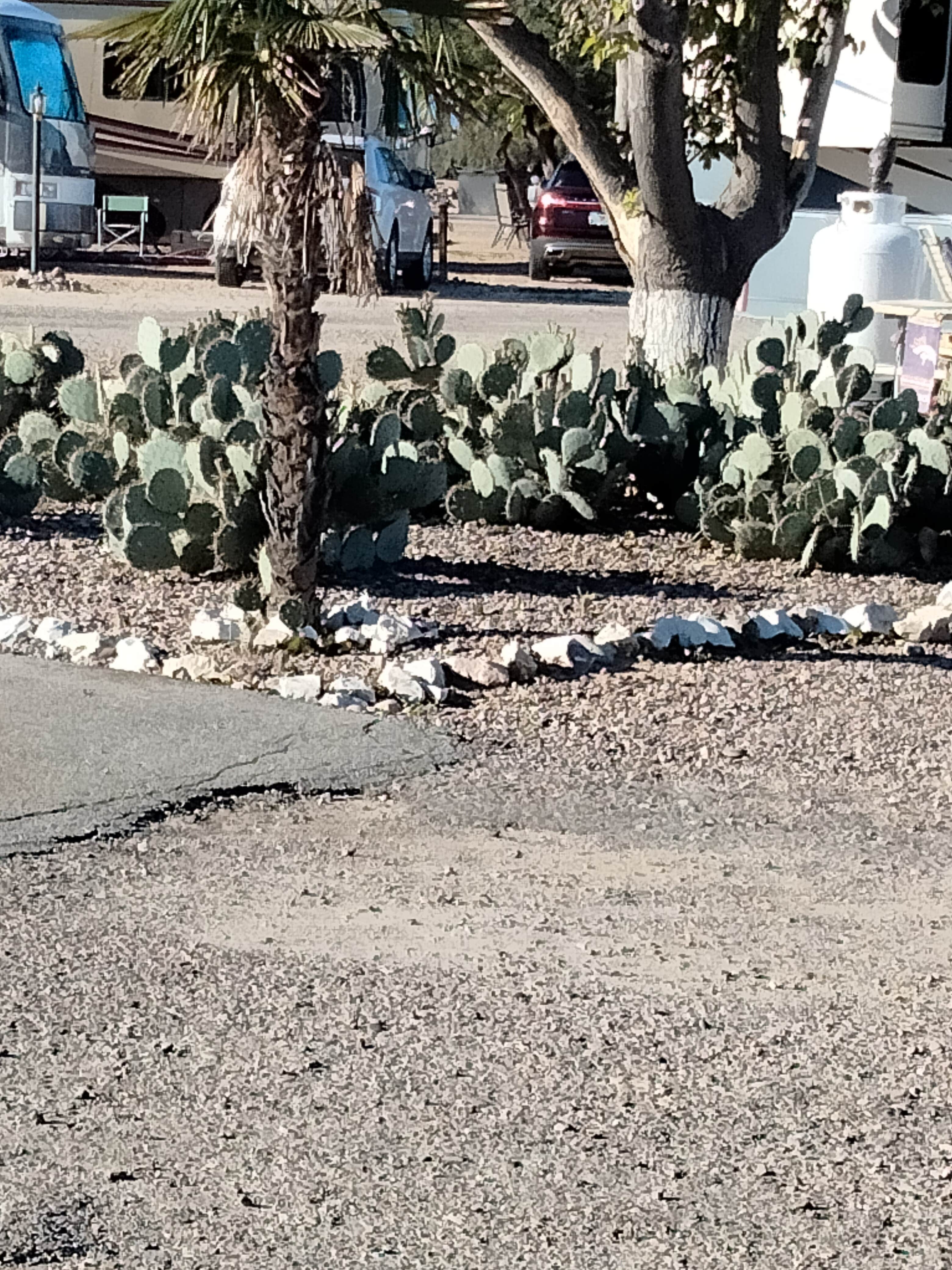 Rocking T Cattle Ranch Camping | Elfrida, AZ