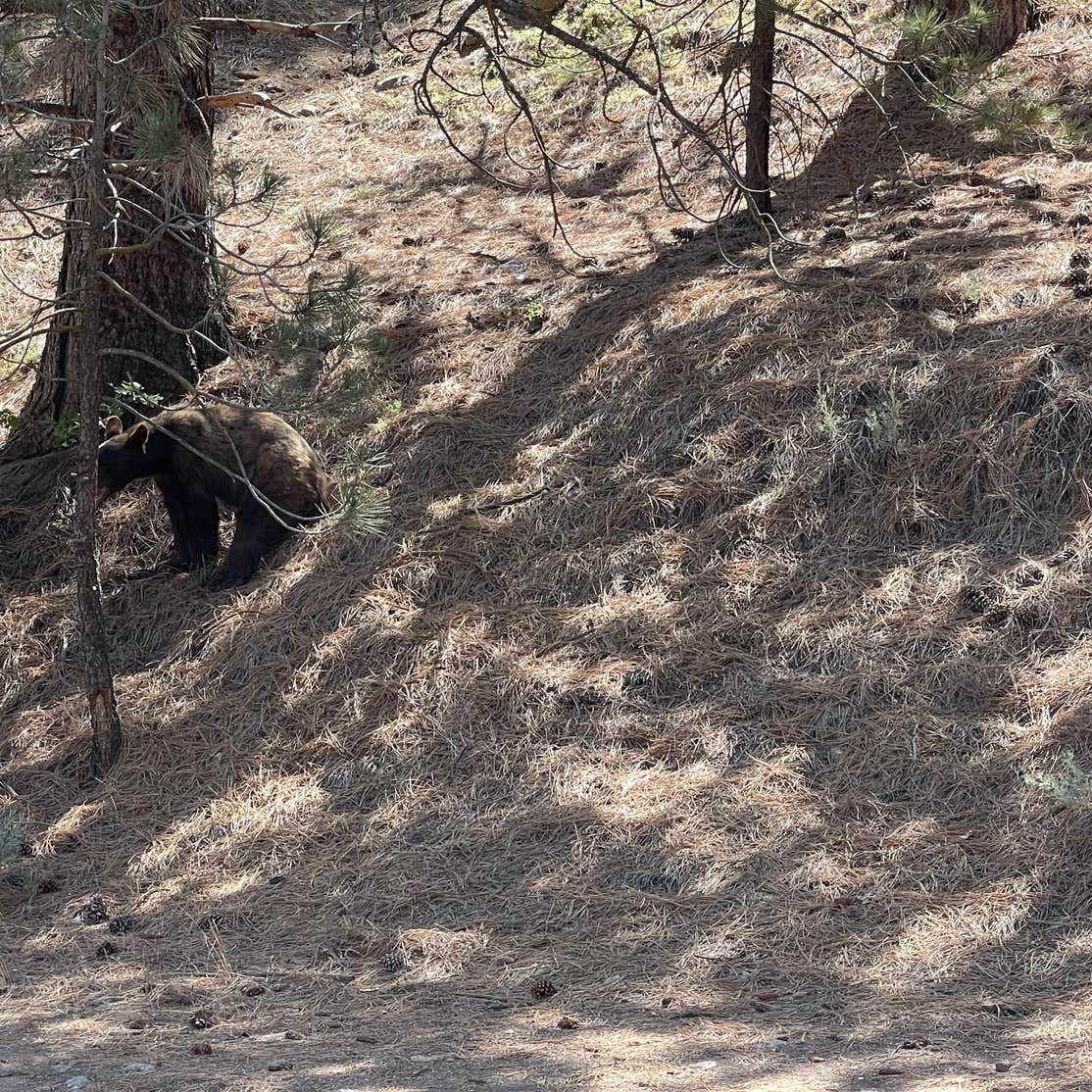 Tehachapi Mountain Park Camping | Tehachapi, CA