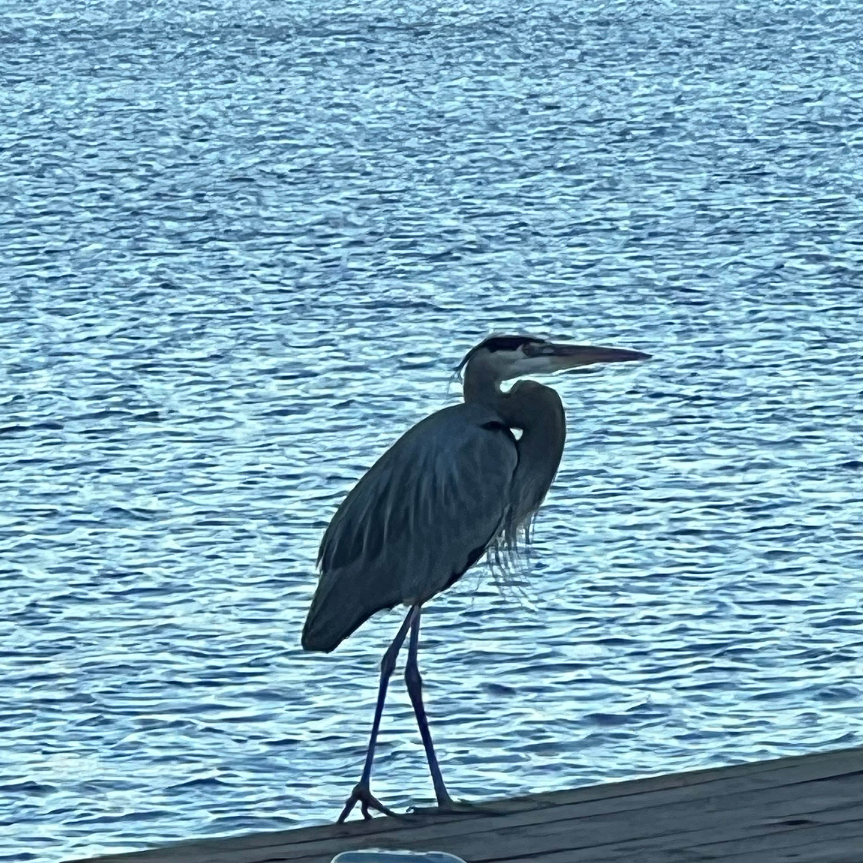 The Boulders at Lake Tyler Camping | Tyler, Texas