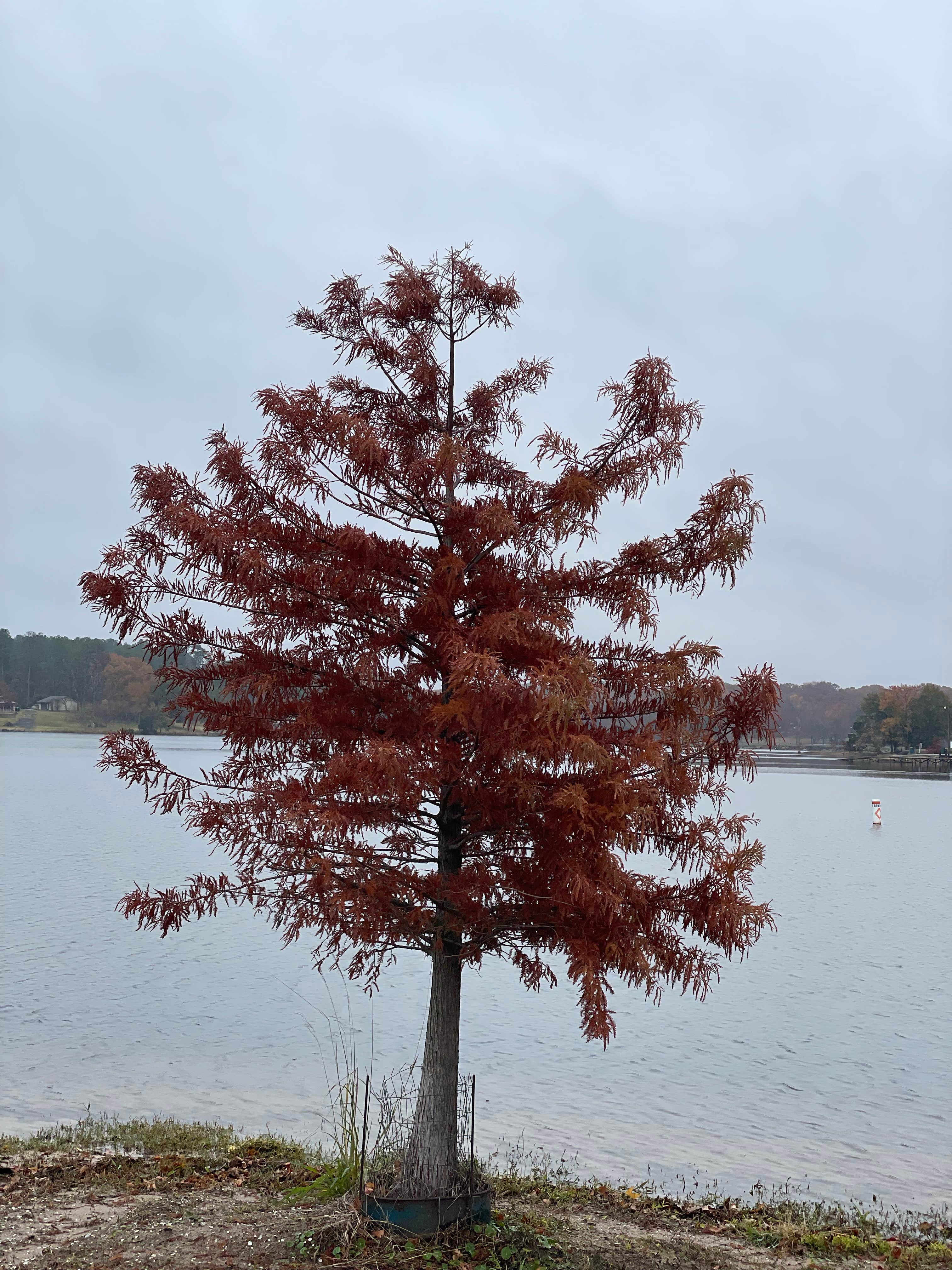 Lake Holbrook Park - South Camping | Mineola, Texas