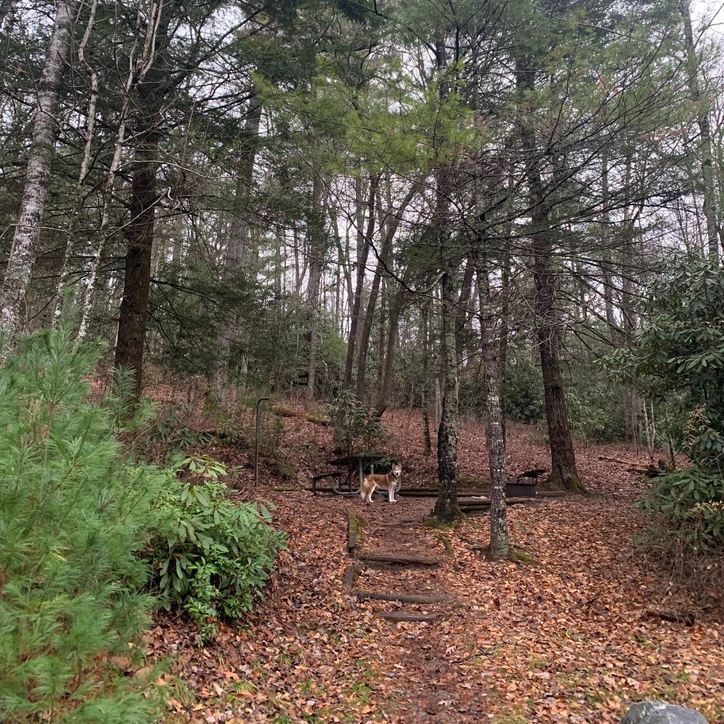 Ammons Branch Campground | Highlands, North Carolina