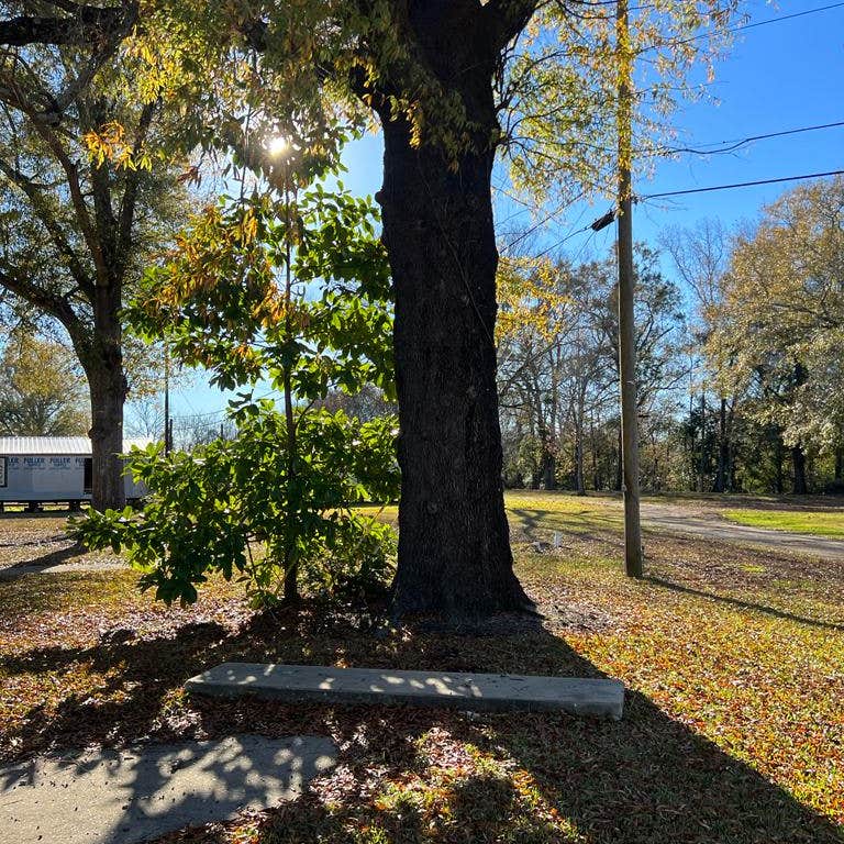 Buckaroo Campground and Rv Park Camping | The Dyrt