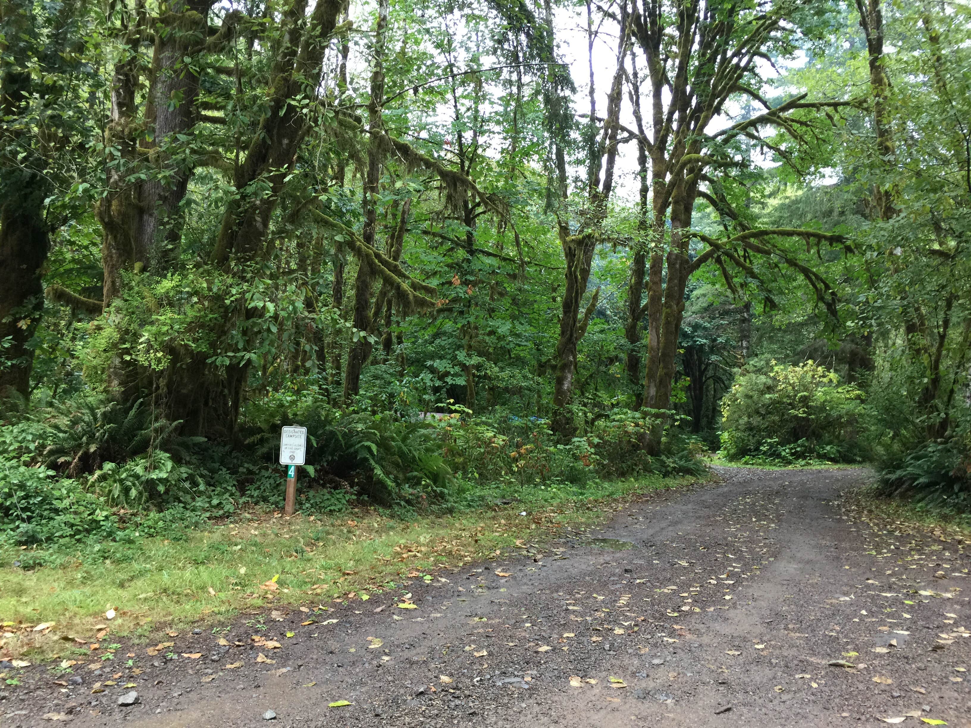 Cook Creek Camping | Tillamook State Forest, OR