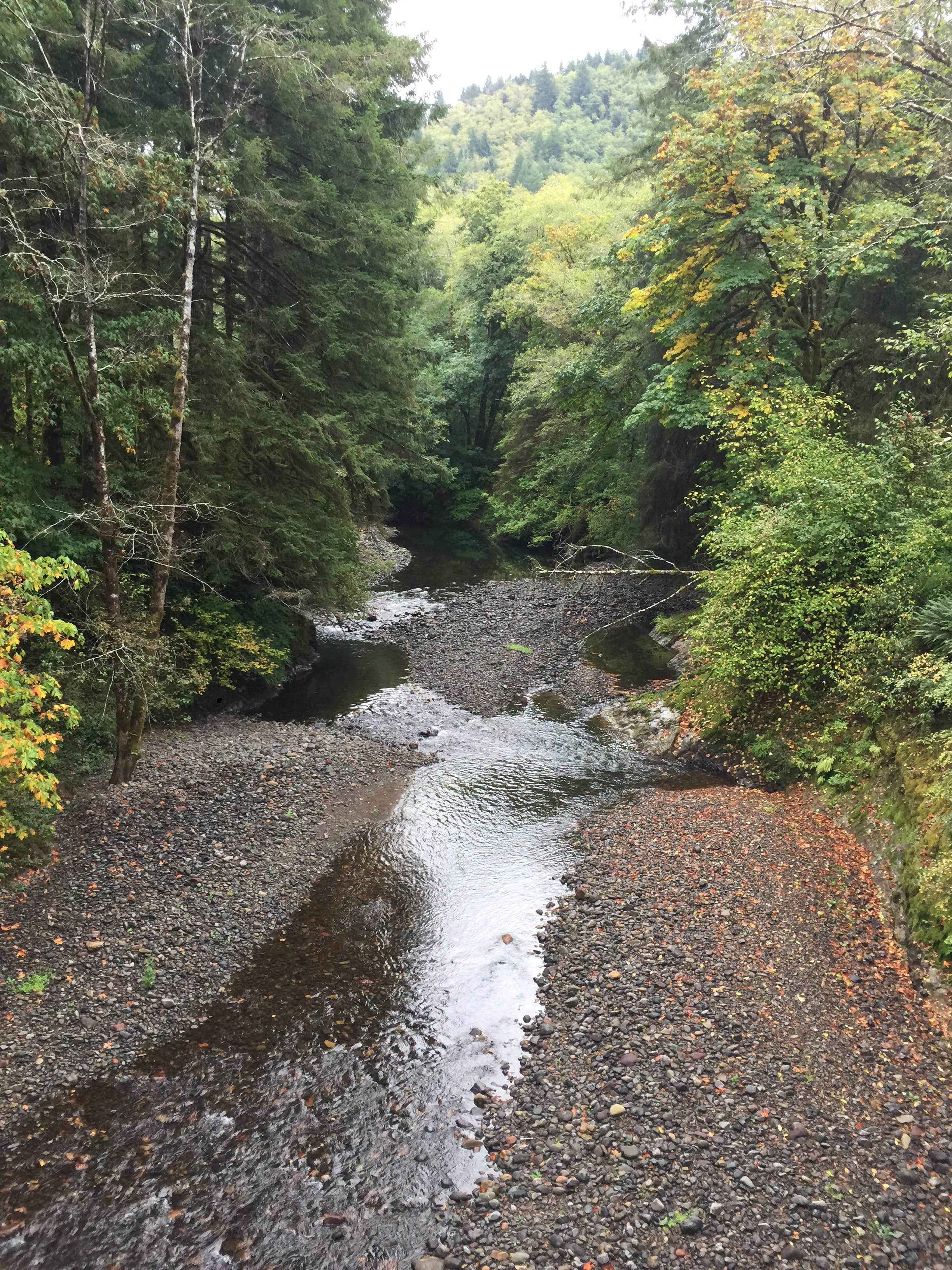 Cook Creek Camping | Tillamook State Forest, OR