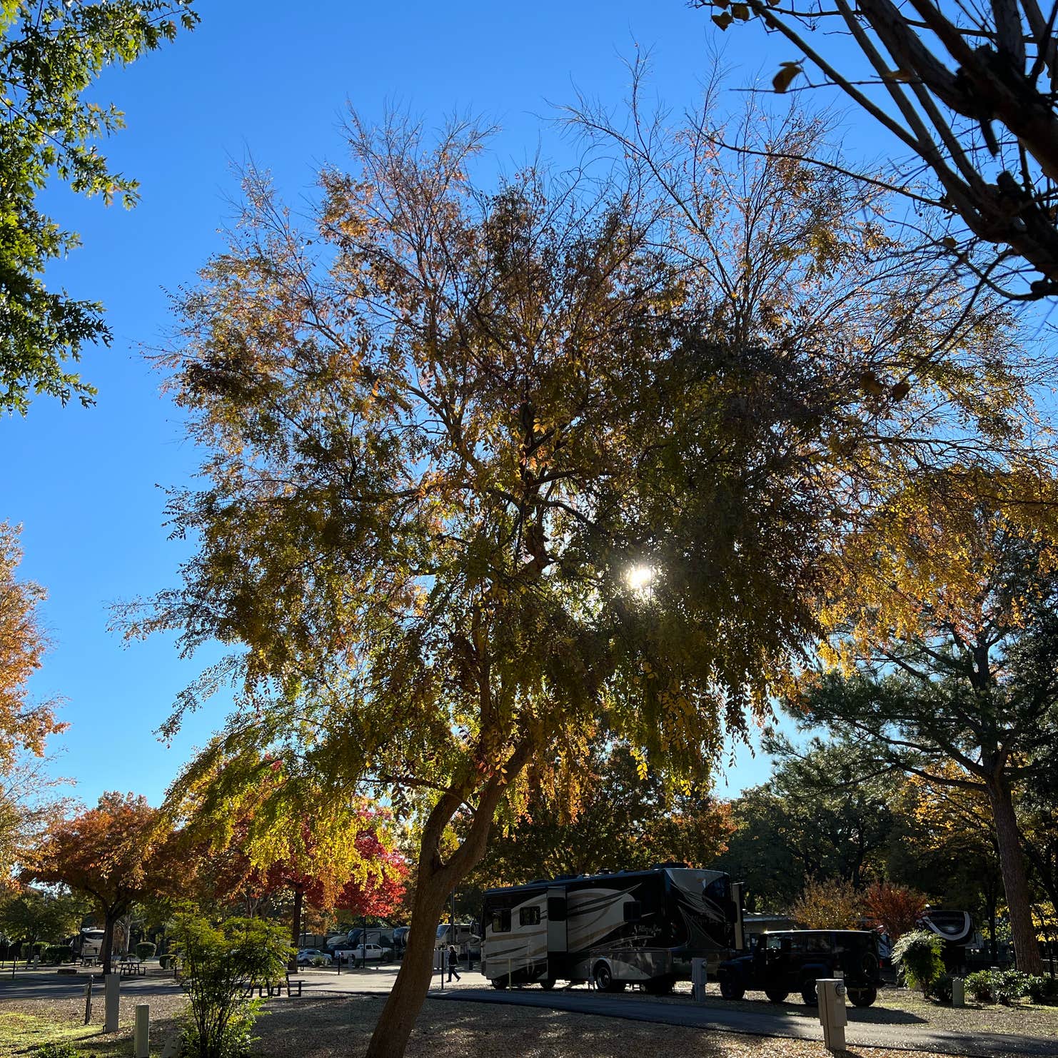 Treetops RV Resort | Arlington, Texas