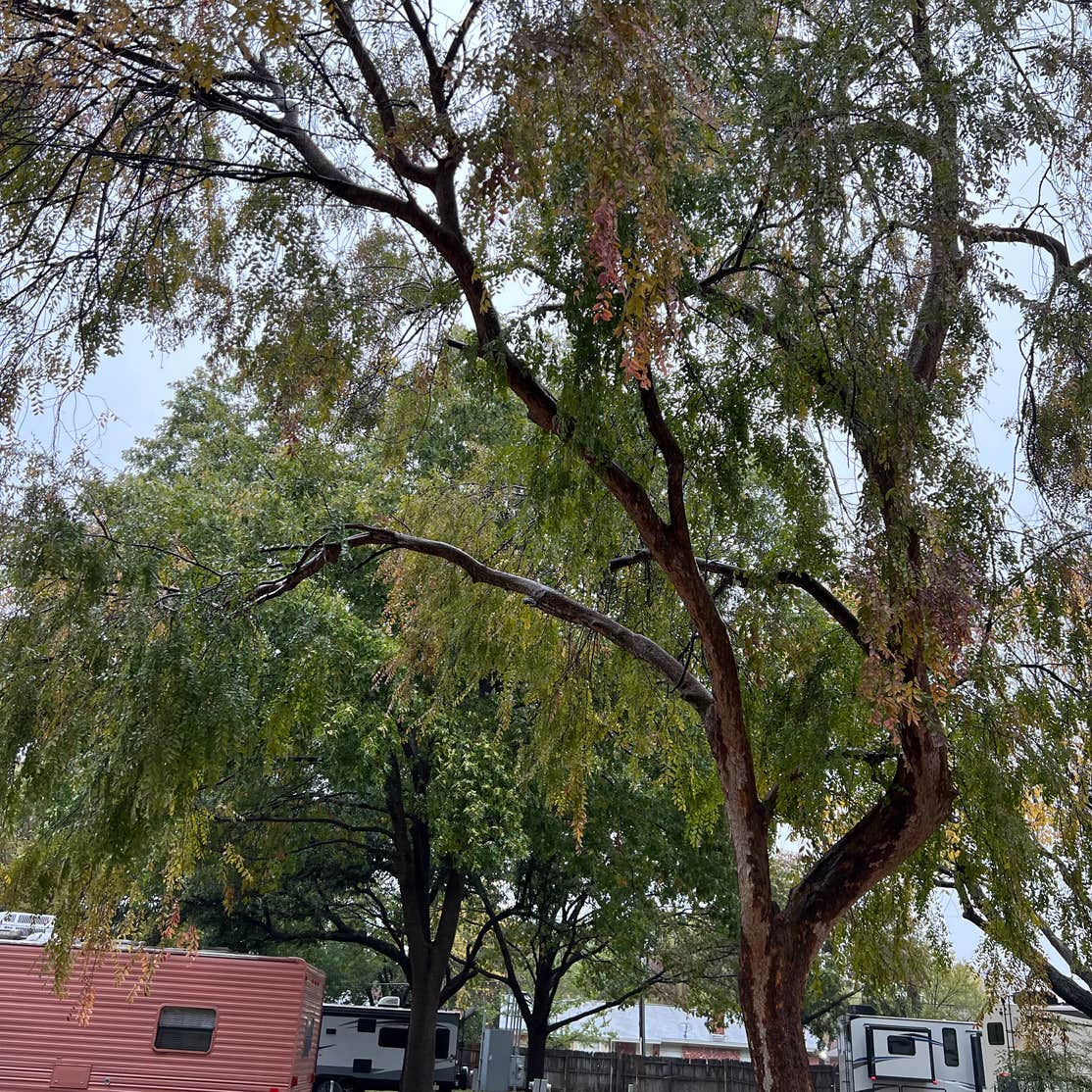 Treetops RV Resort | Arlington, TX