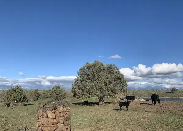 Justesen Ranches - Shaniko Camping | The Dyrt