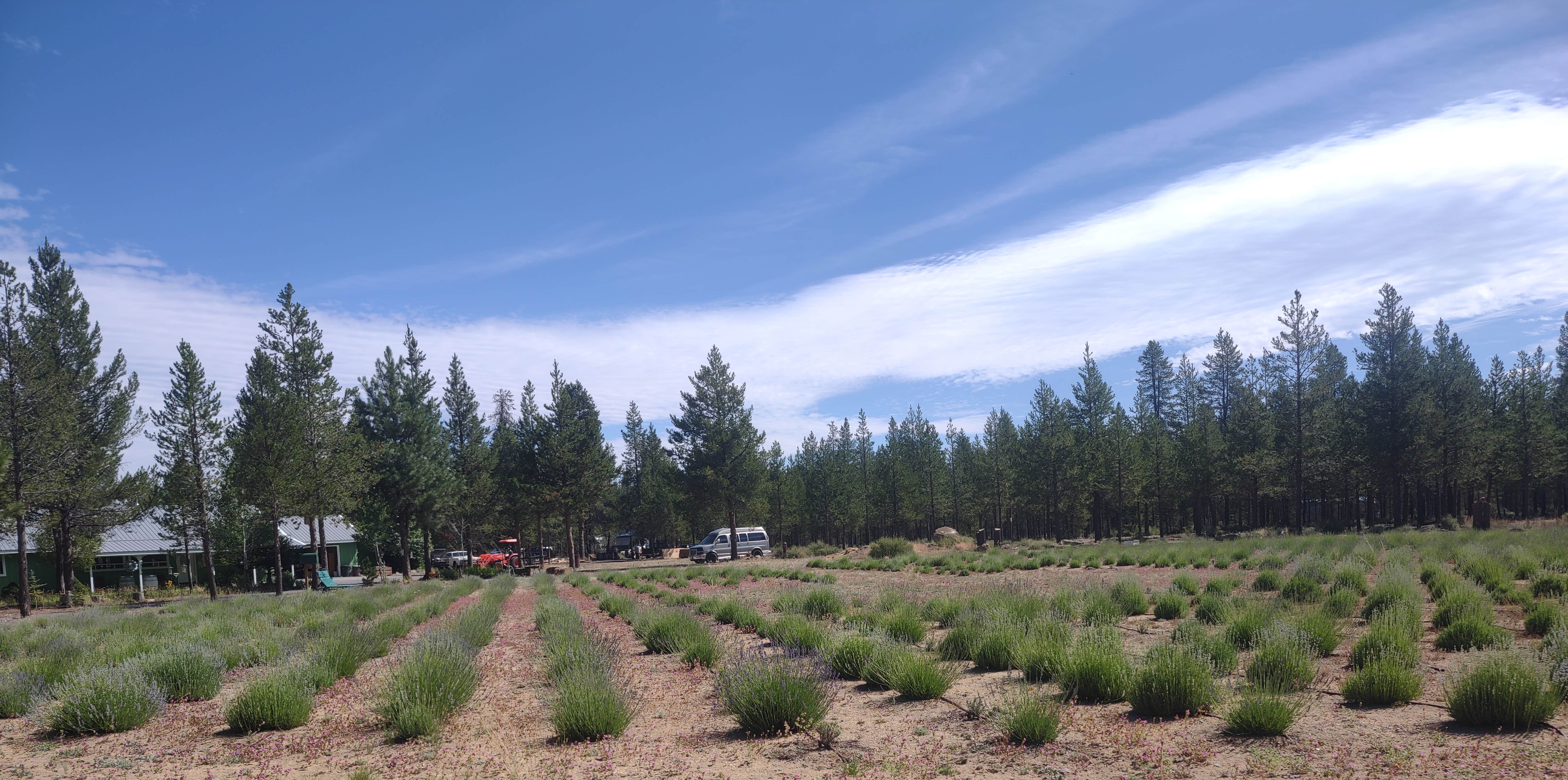 Patience Lavender Farm Camping | La Pine, OR