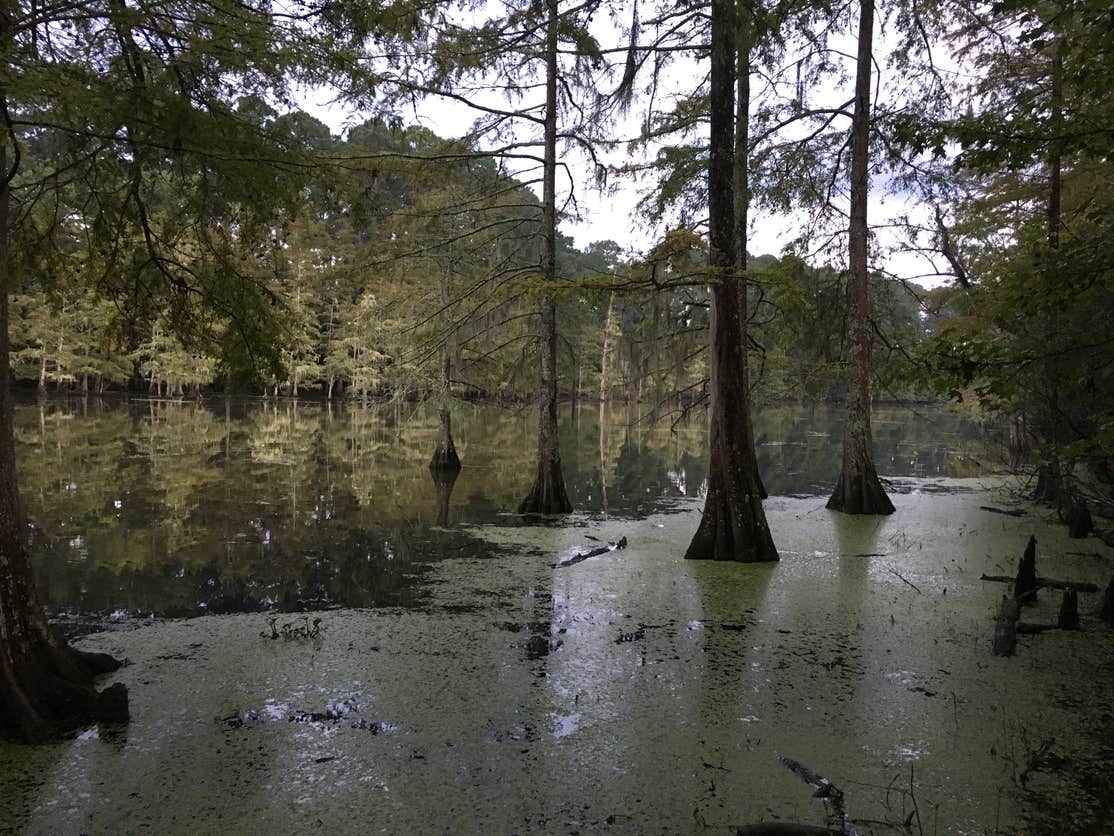Martin Dies Jr. State Park | The Dyrt