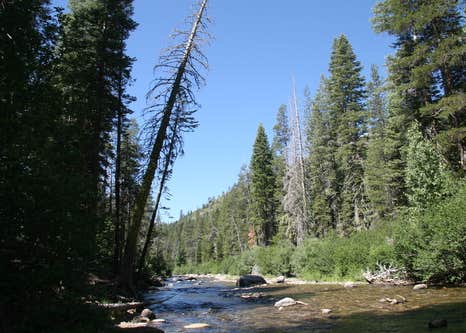 Clark Fork Campground Camping | The Dyrt
