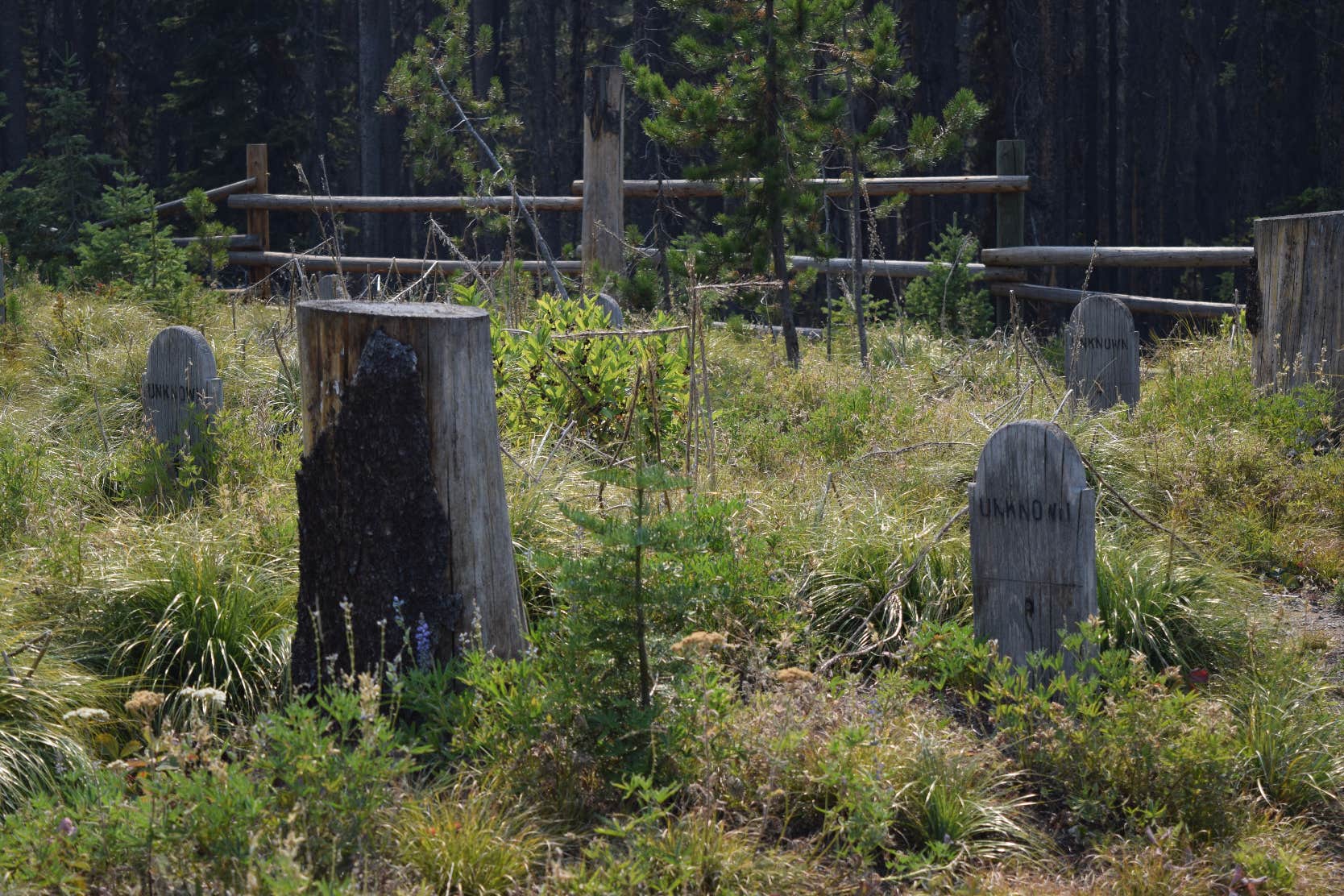 Adams Ranger Station Camping | Grangeville, ID