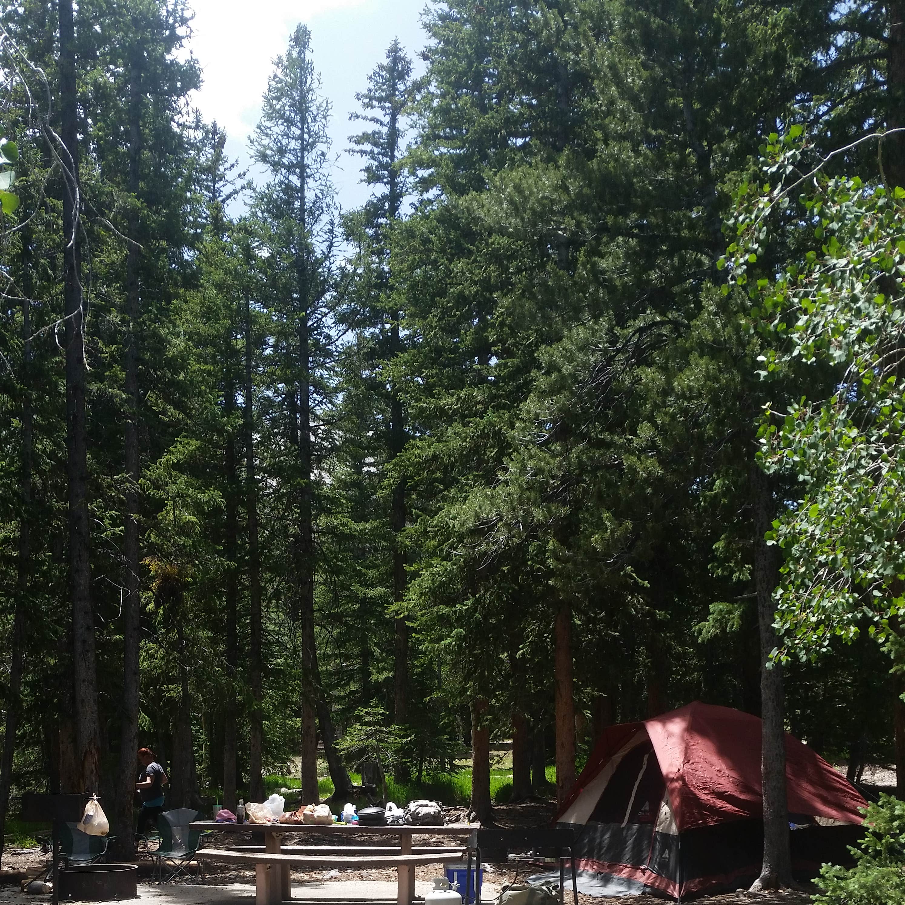 Wheeler Peak Campground Camping | The Dyrt