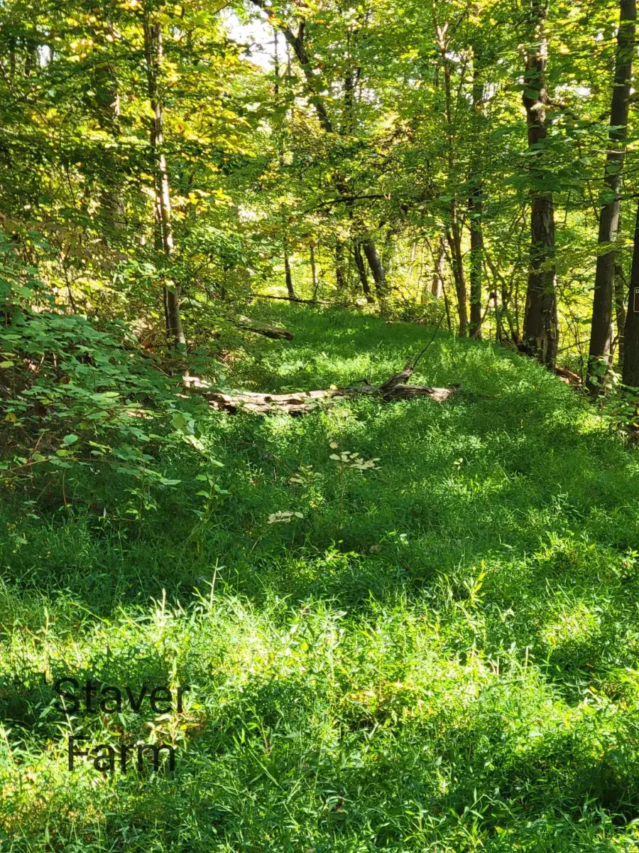 Devil’s Backbone Camp Camping | Roseland, VA | The Dyrt