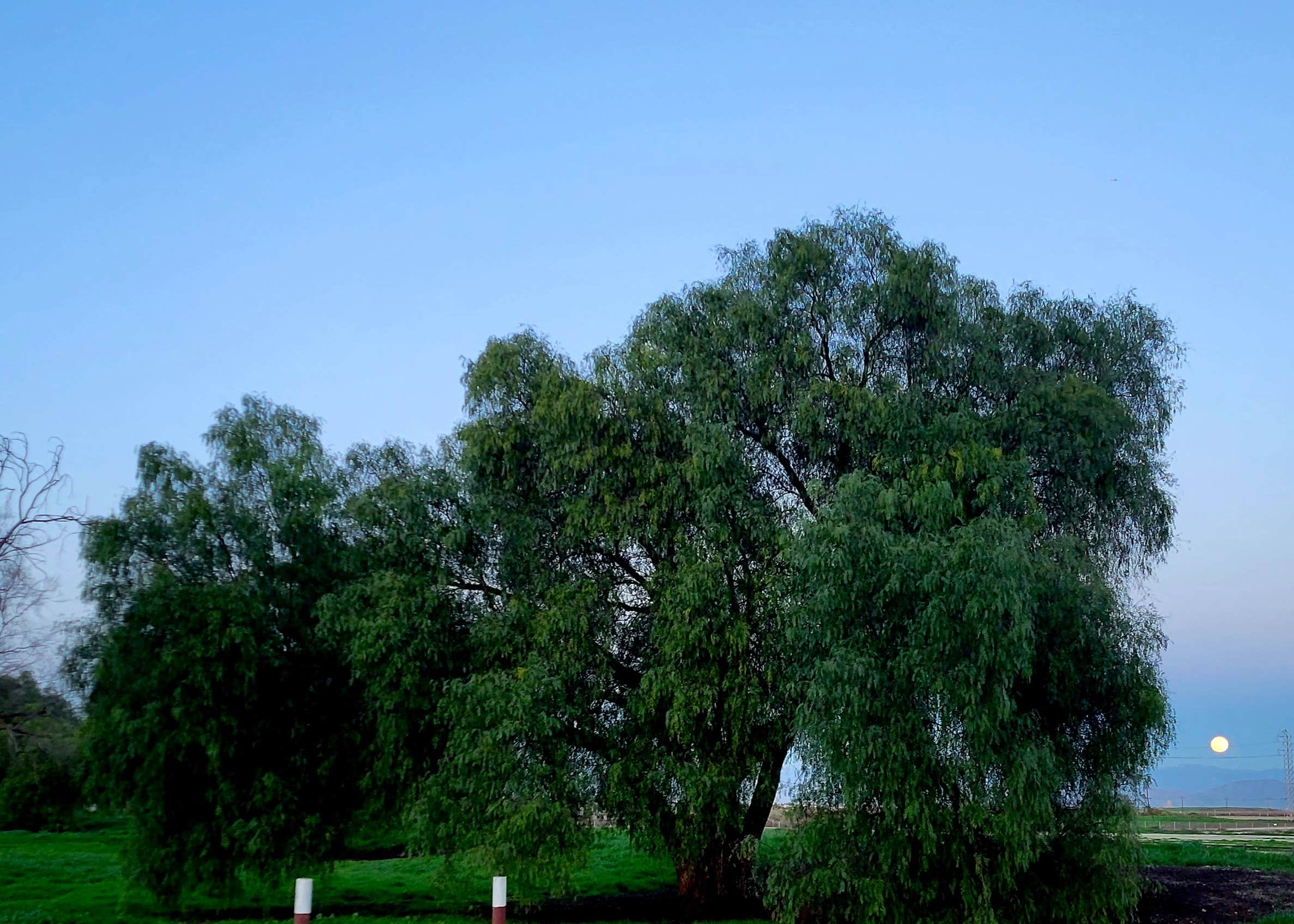 Prado Regional Park Camping | The Dyrt