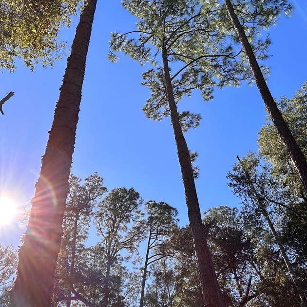 Hog Island Recreation Area Camping | Bushnell, FL