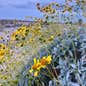 Mecca Beach Campground — Salton Sea State Recreation Area | Coolidge ...