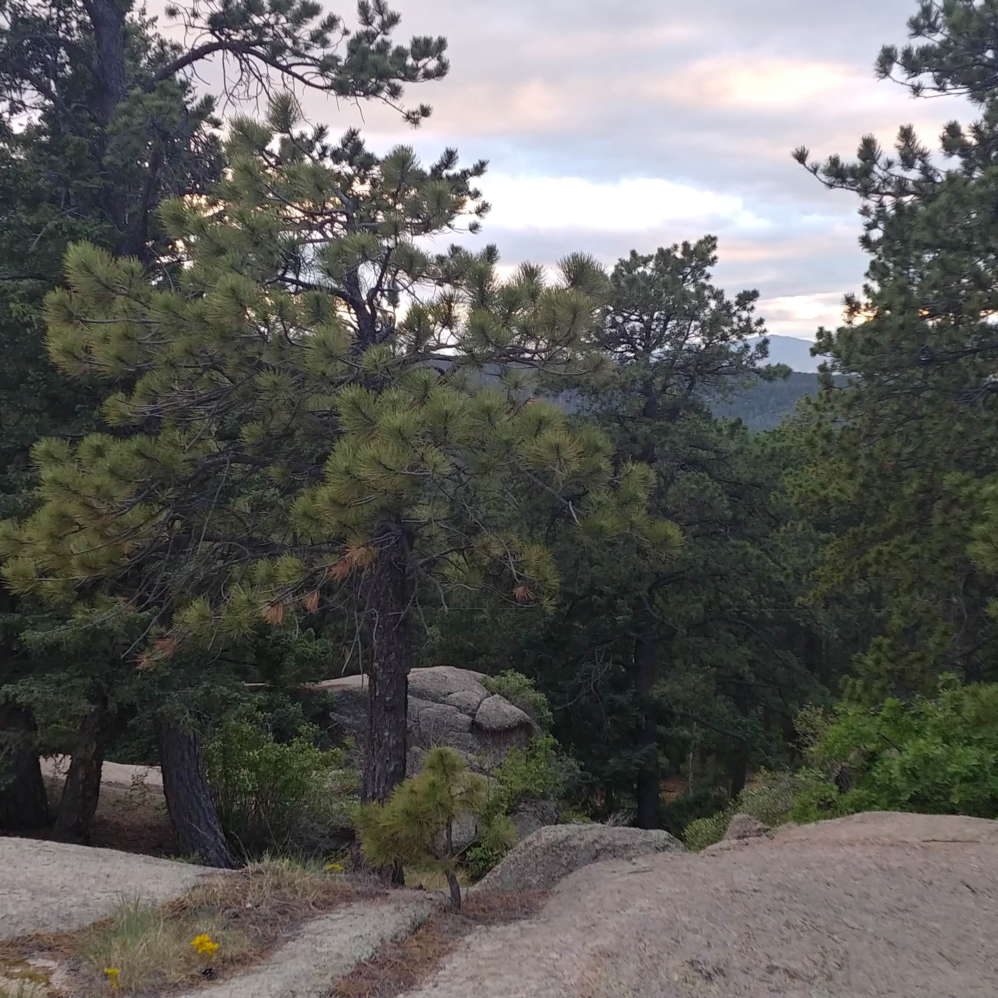 Rampart Range Recreation Area Camping | The Dyrt