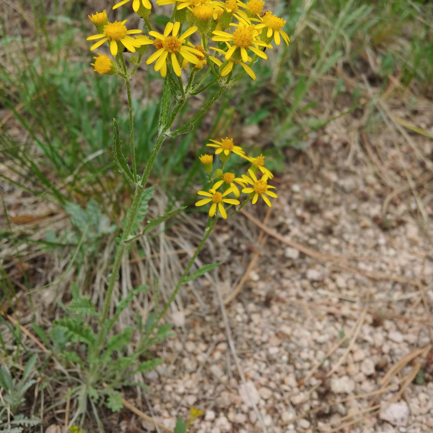 Rampart Range Recreation Area Camping | The Dyrt