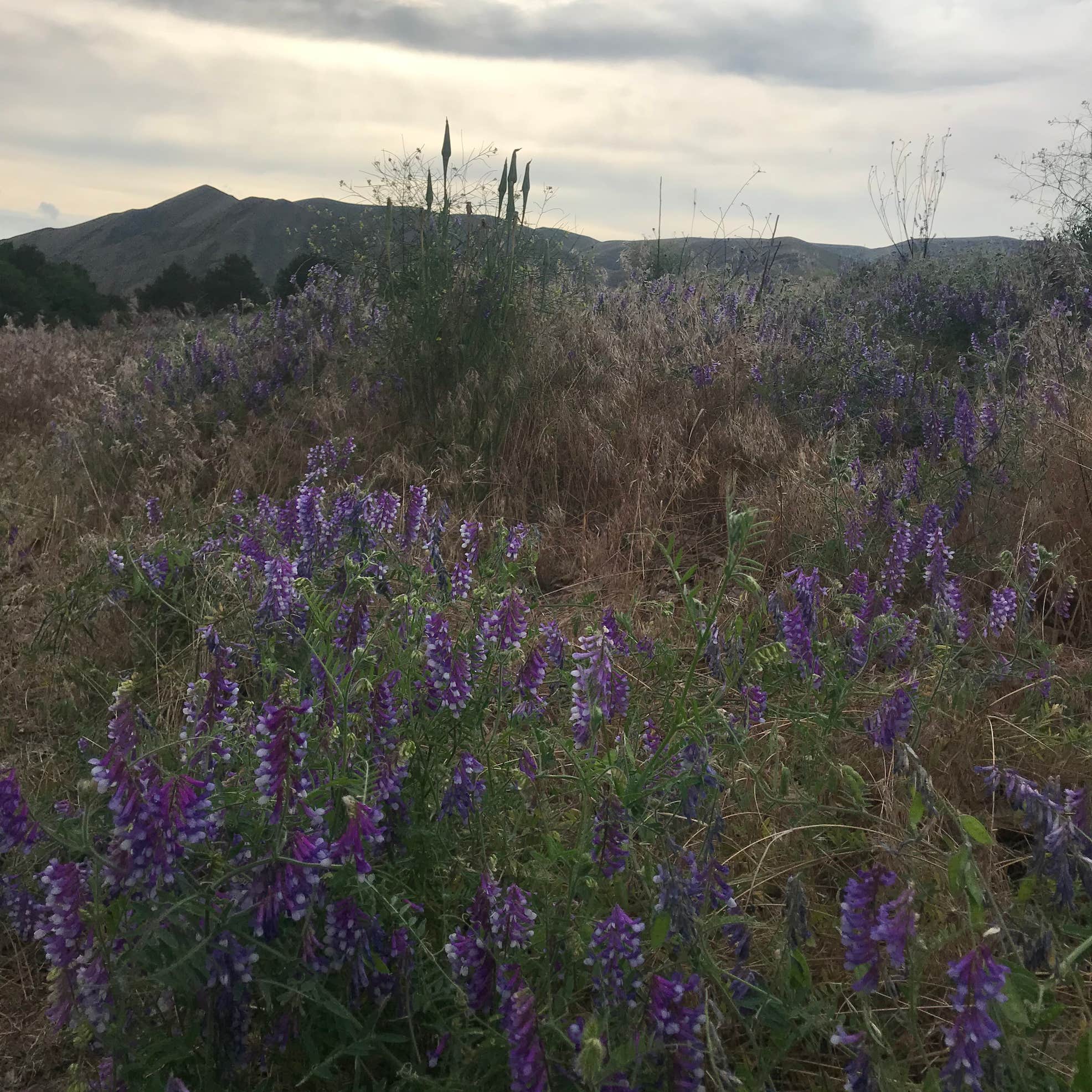 Chief Timothy Park Camping | The Dyrt