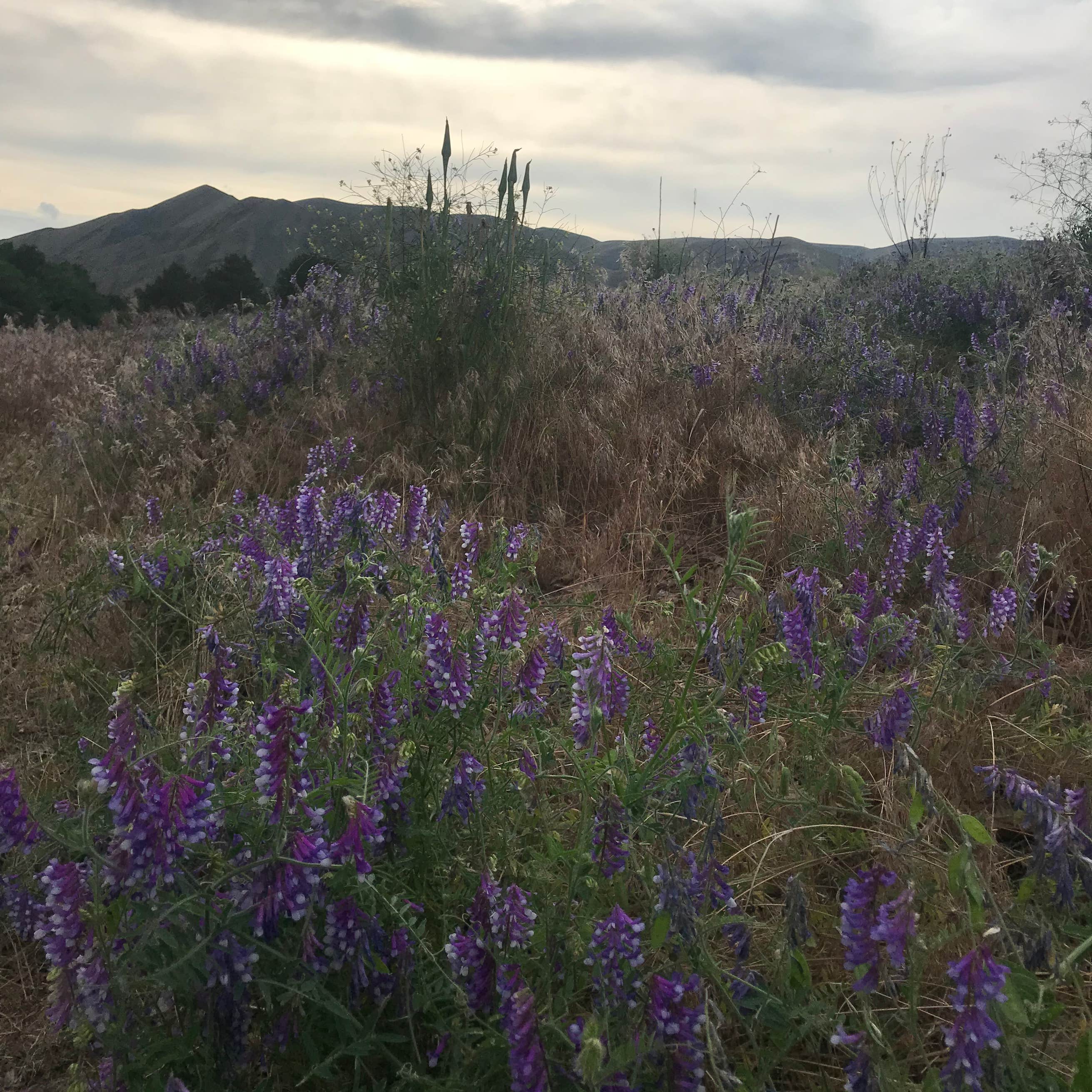 Chief Timothy Park Camping | Clarkston, Washington