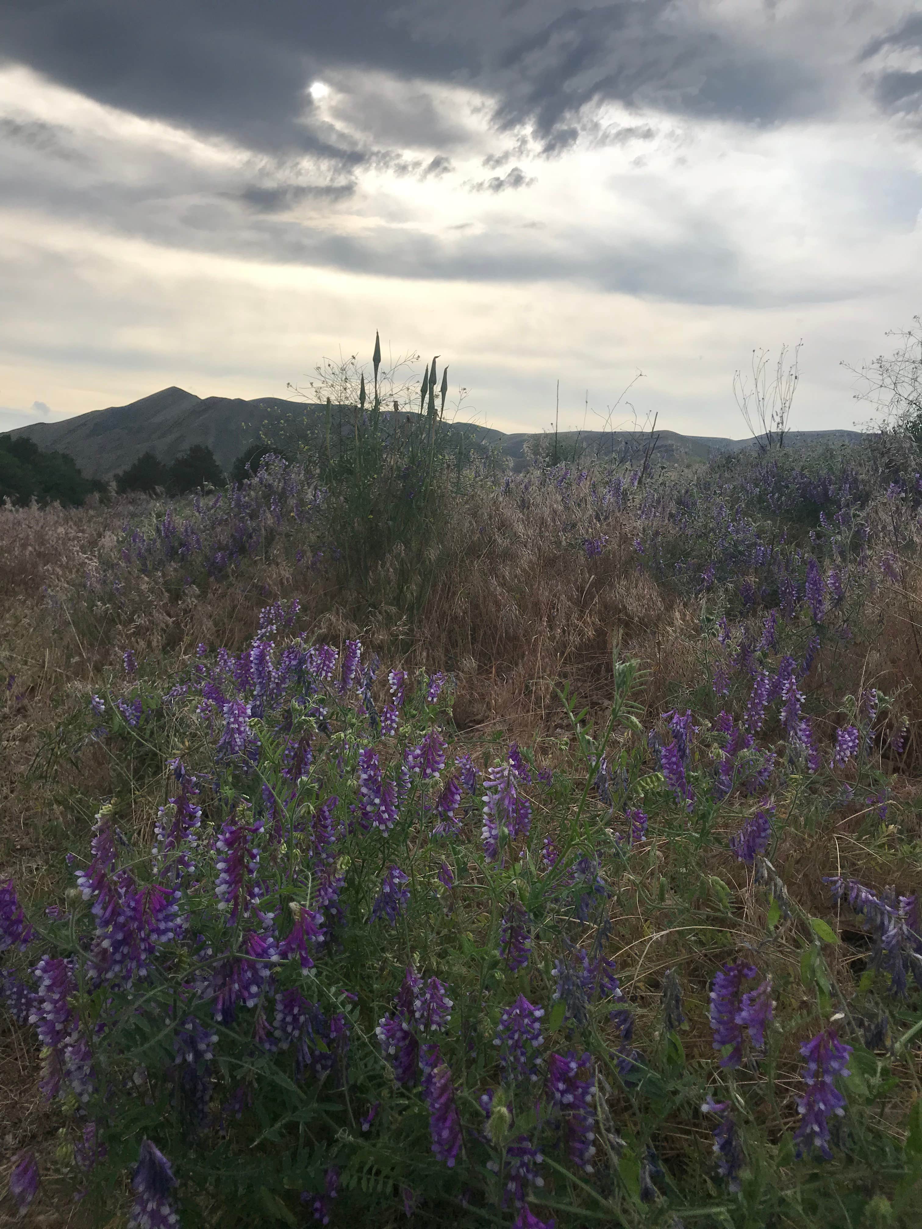 Chief Timothy Park Camping | Clarkston, Washington