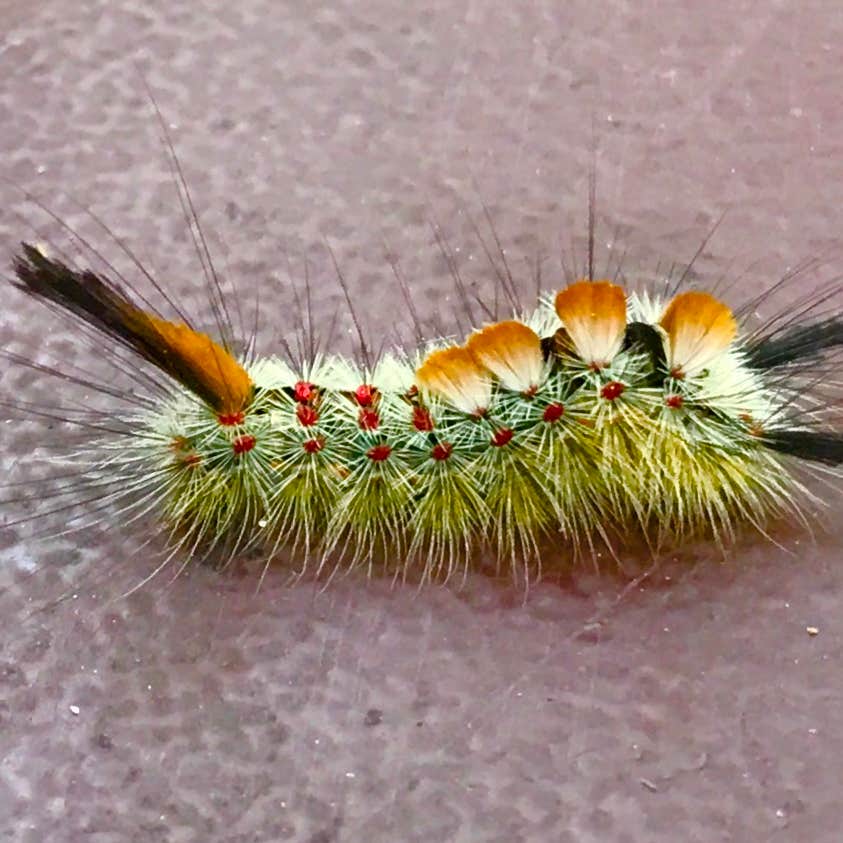 Sunset Point Campground | Mendocino National Forest, California