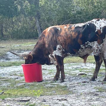 Wilderness Shores Ranch & RV/Tent Campground Camping | The Dyrt