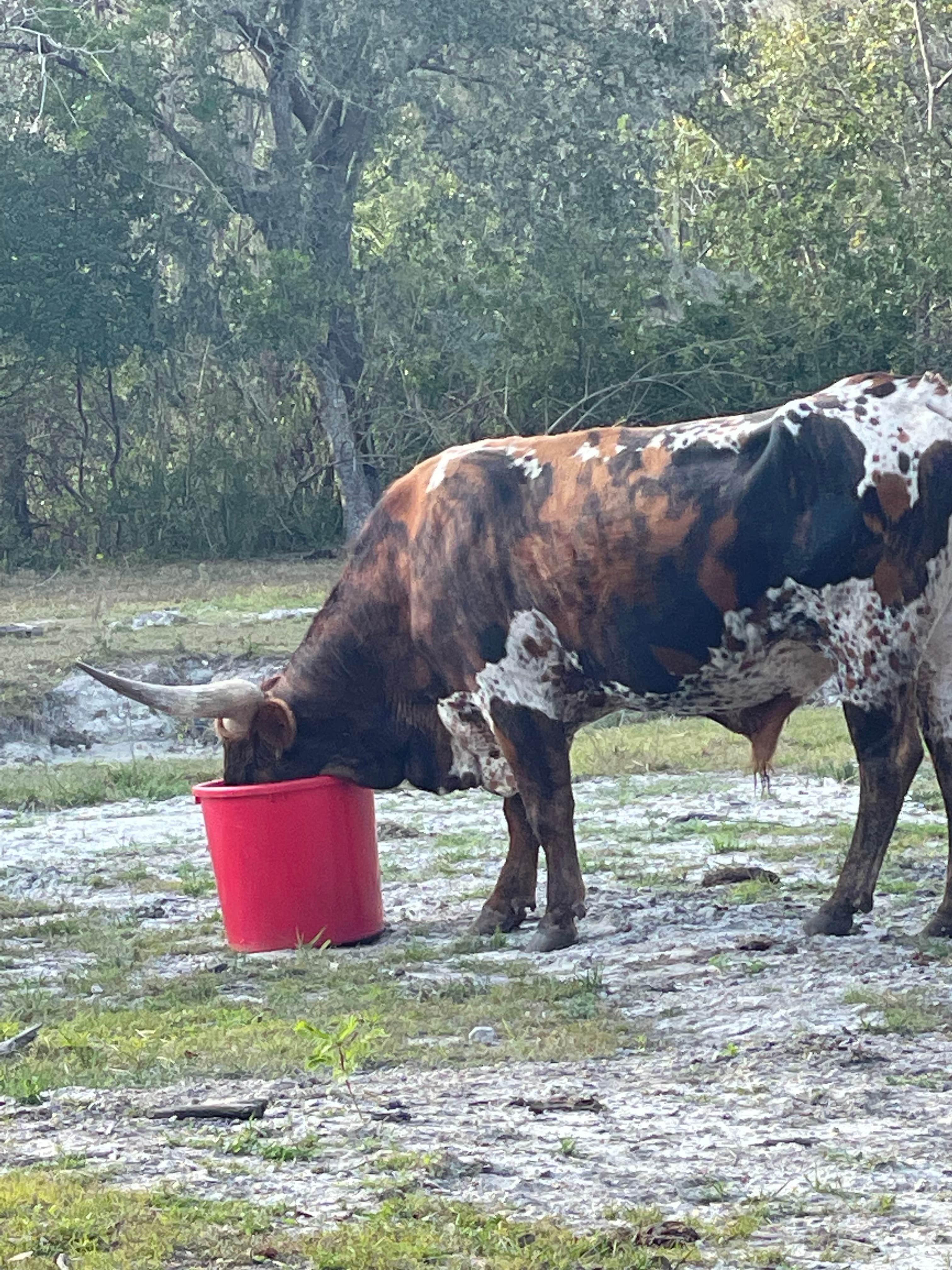 Wilderness Shores Ranch & RV/Tent Campground | Lakeland, Florida