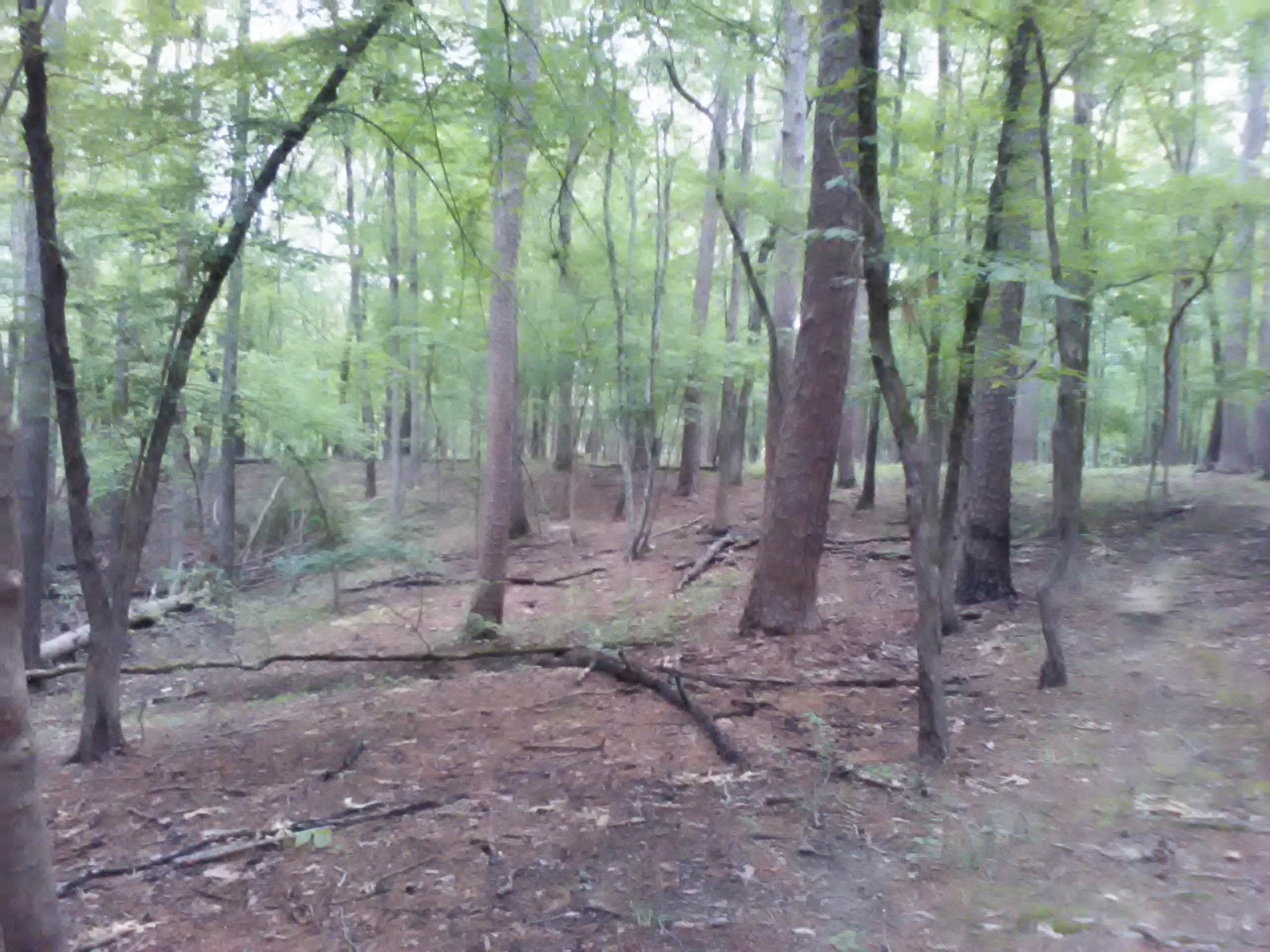 Denby Point Camping | Mt. ida, AR