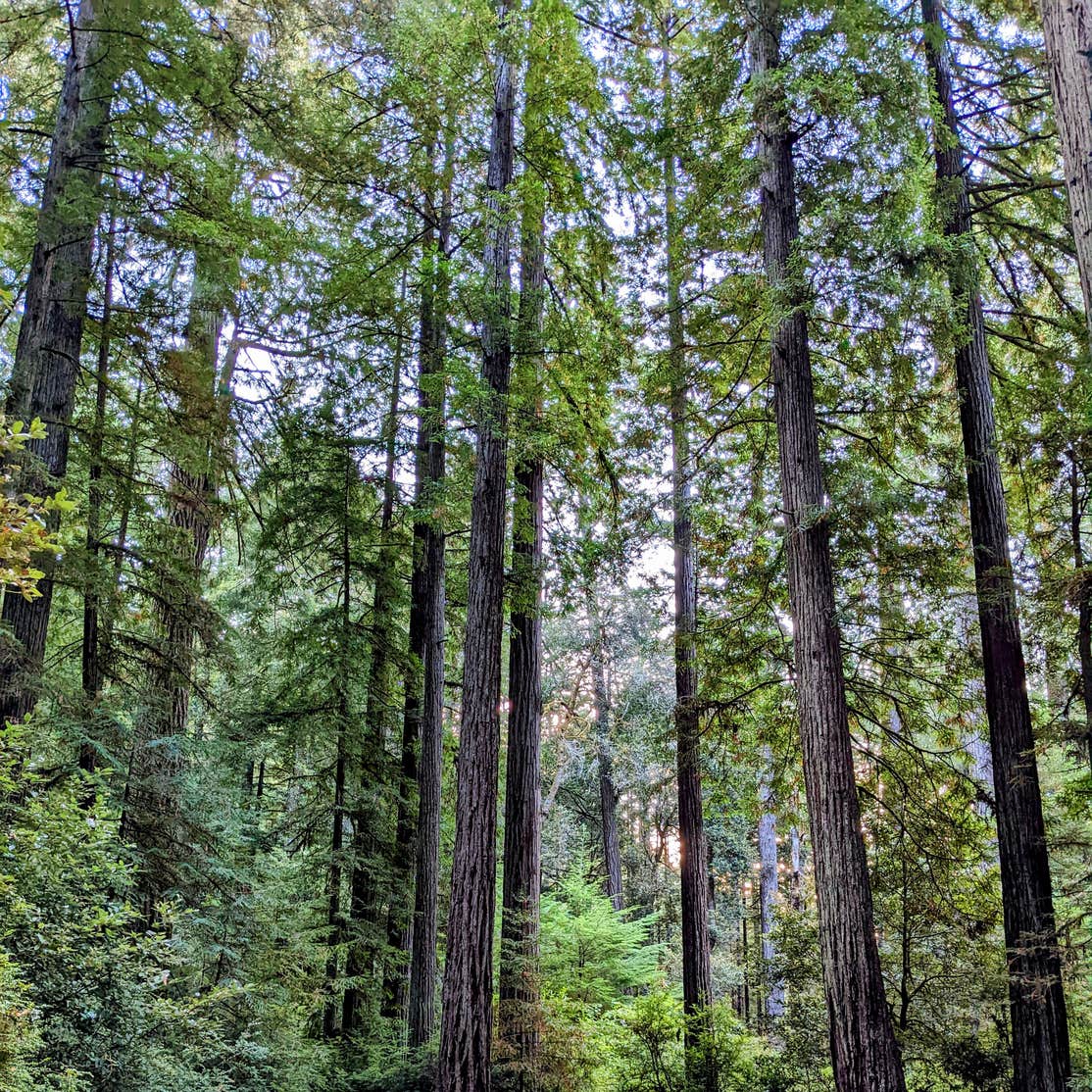 Jedidiah Smith Campground — Redwood National Park | Hiouchi, California