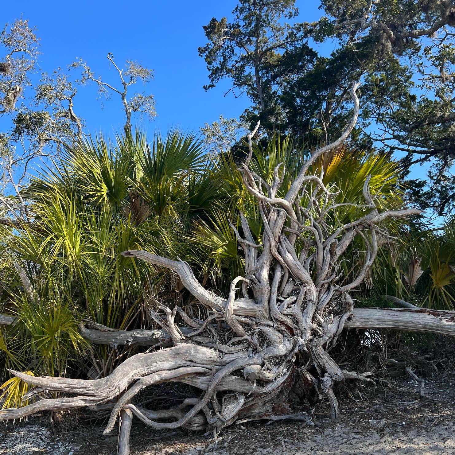 Shired Island Campground | Cedar Key, Florida