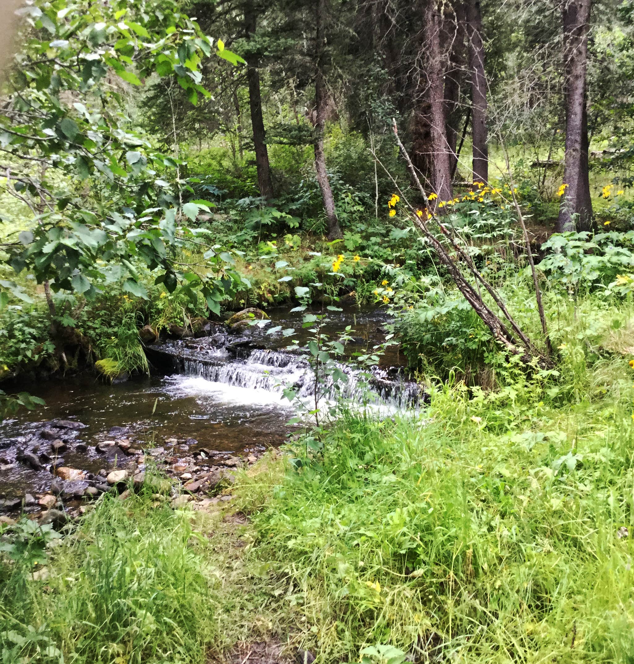 Cowles Campground | Pecos, NM