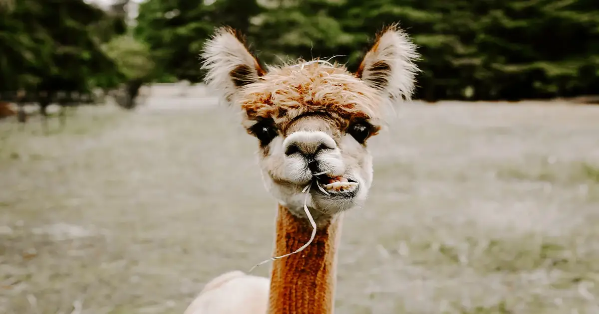 Infinity Farm Issaquah | Hobart, WA