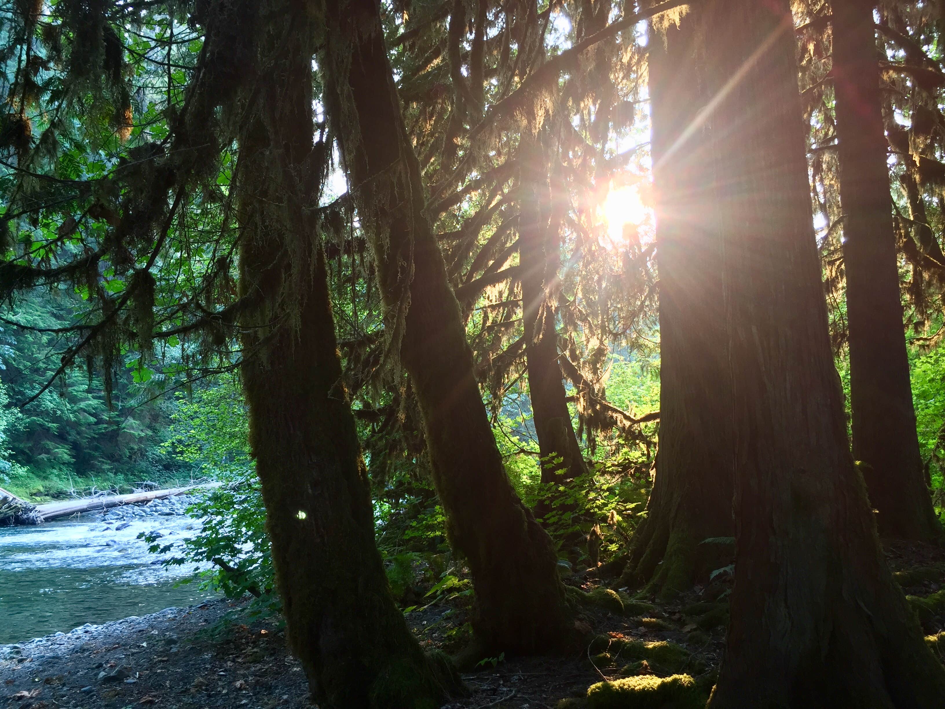 Collins Campground | Brinnon, Washington