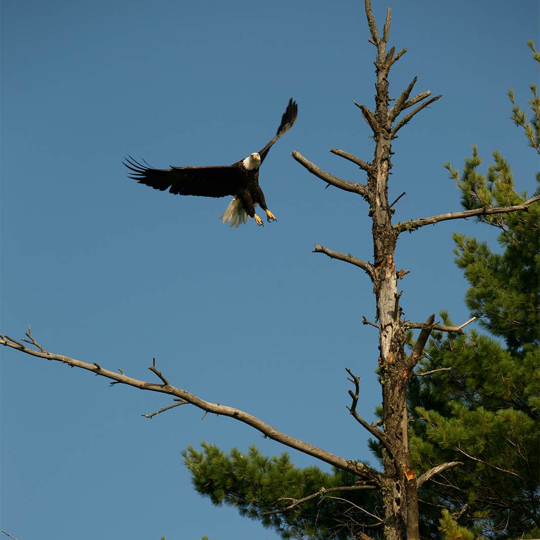 Superior National Forest Fall Lake Campground | Winton, Minnesota