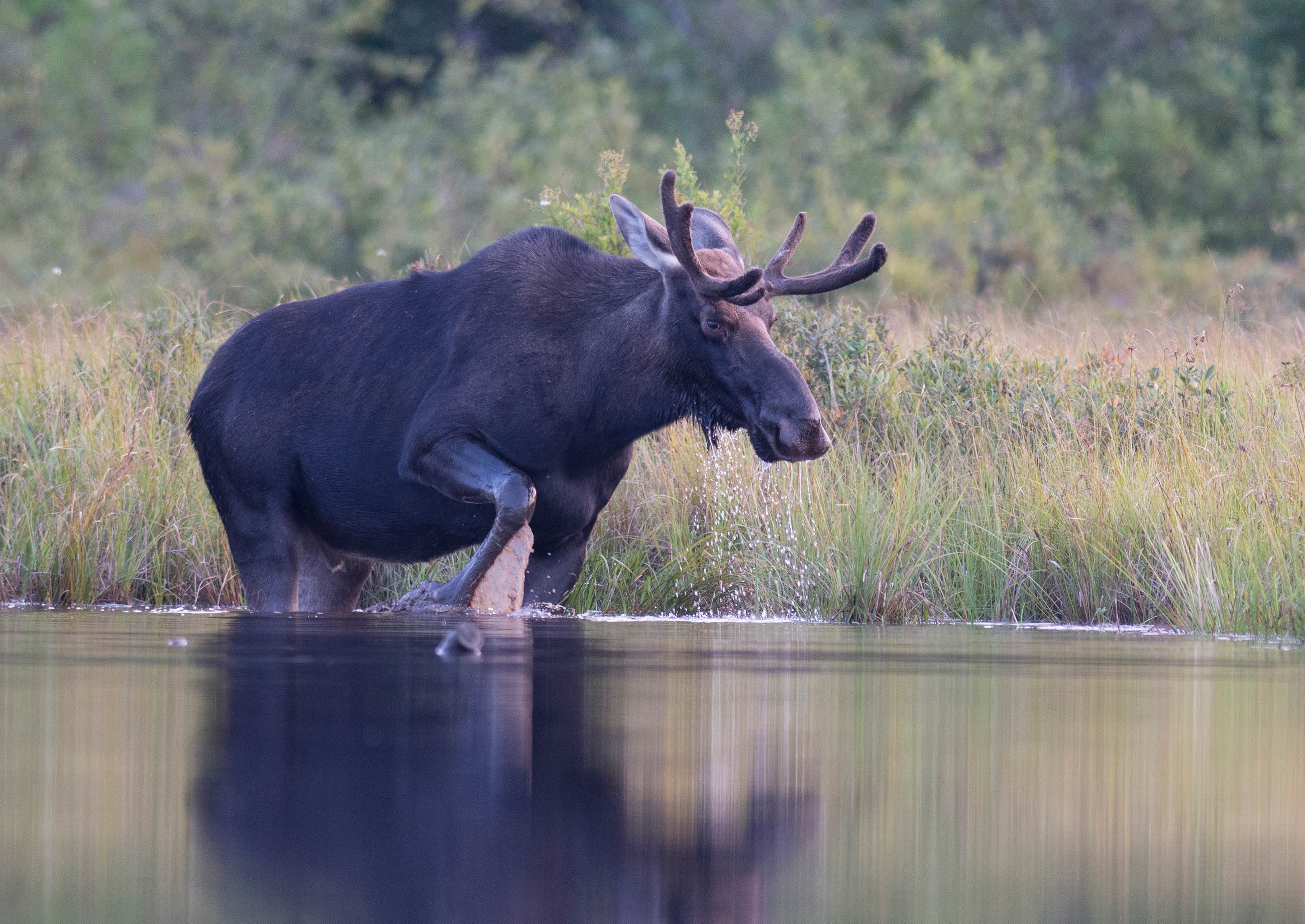 Lazy Tom Bog Primitive Campsite Camping | The Dyrt