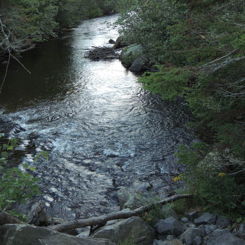 Lazy Tom Bog Primitive Campsite Camping | The Dyrt