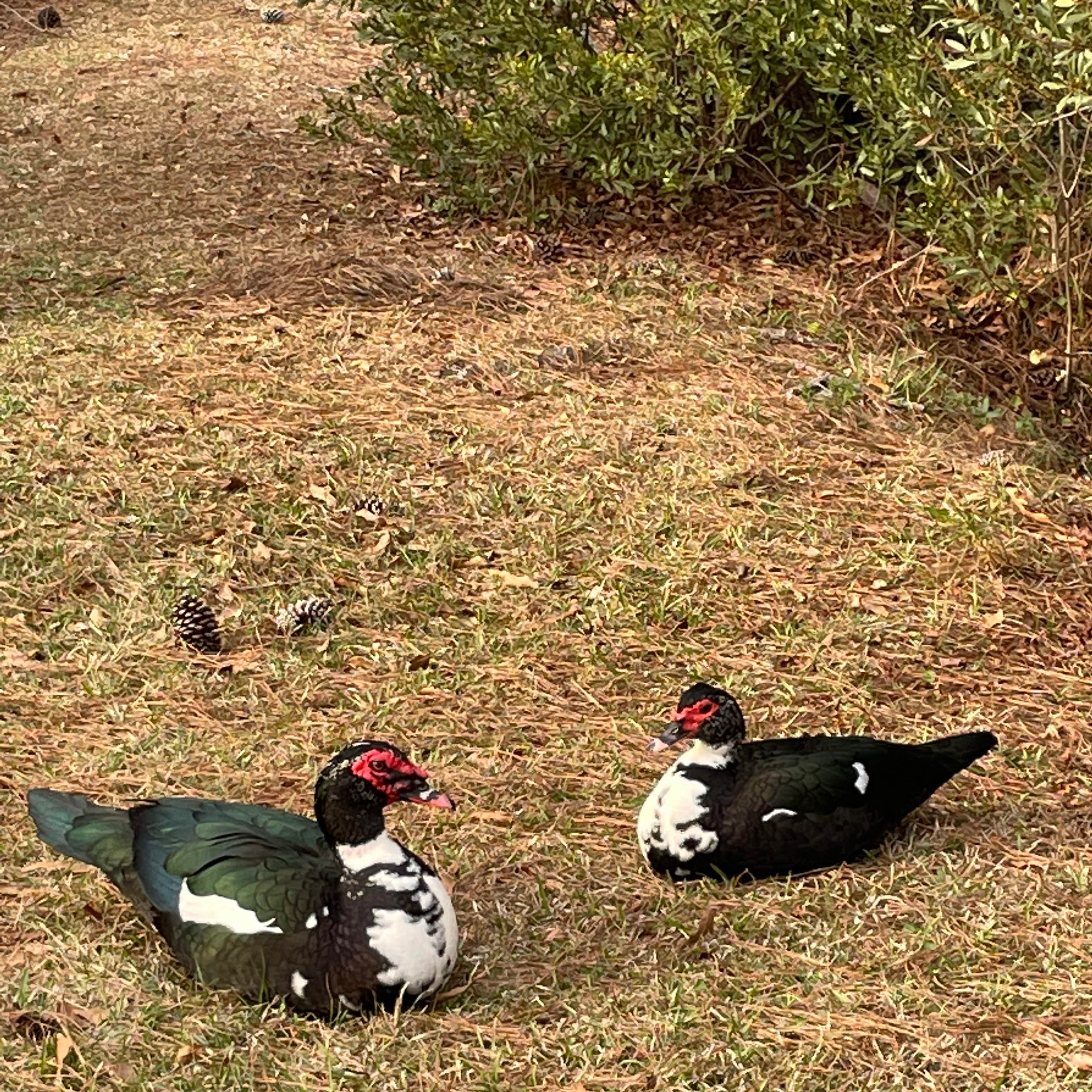 Lake Aire RV Park | Johns Island, South Carolina